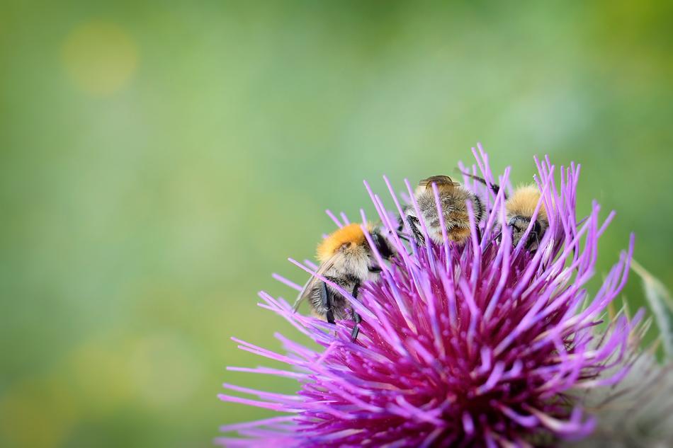 Bumble-Bee Insect Summer free image download