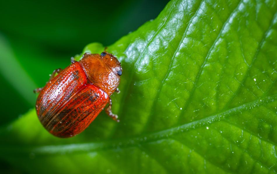 Insect Macro Beetle free image download