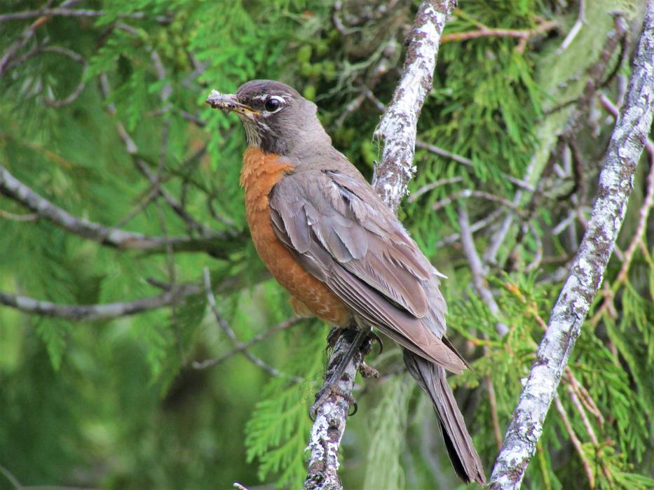 American Robin free image download