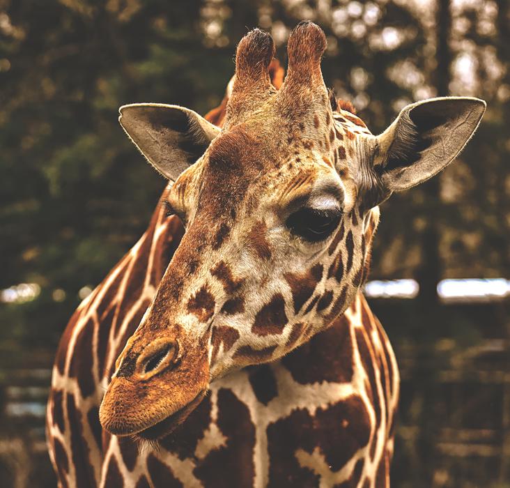 Giraffe Zoo Animal free image download
