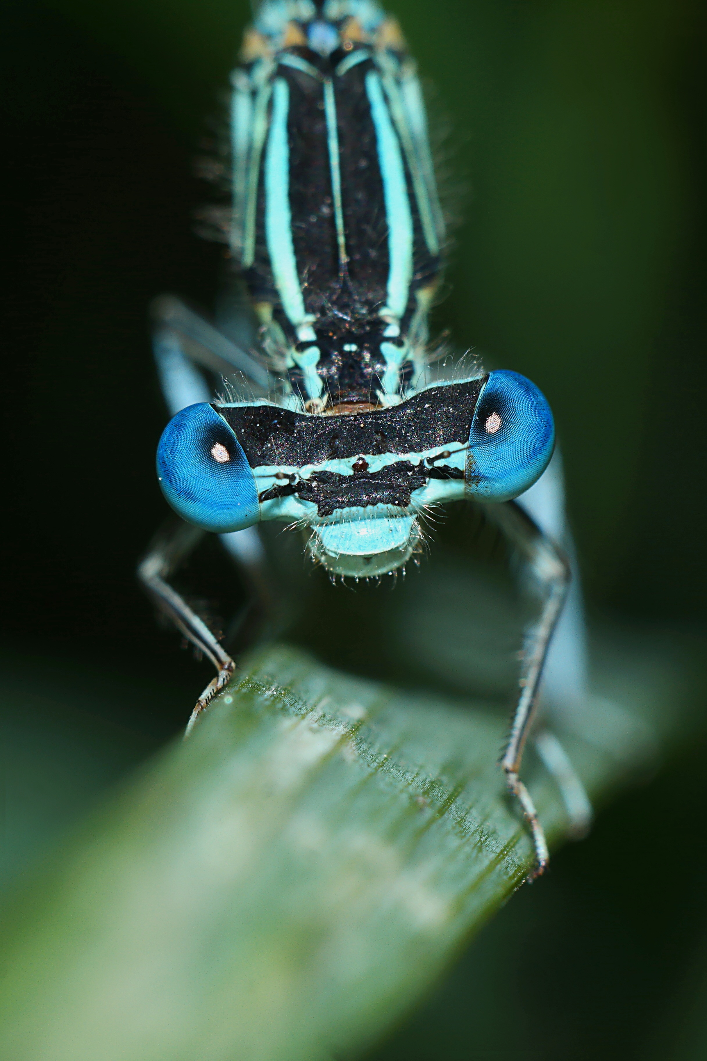 Ważka Insect Closeup free image download