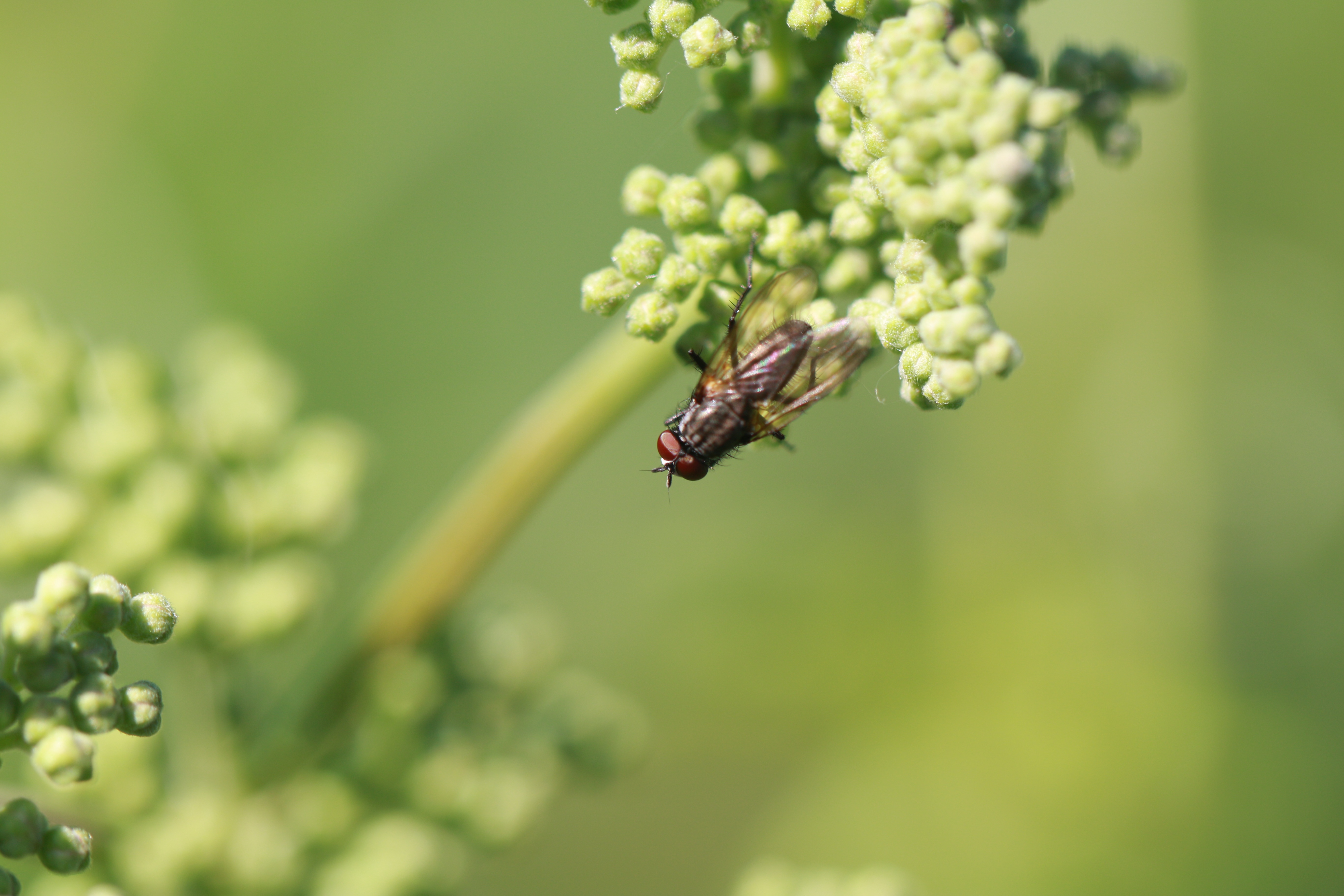 Fly Insect Macro Flying free image download