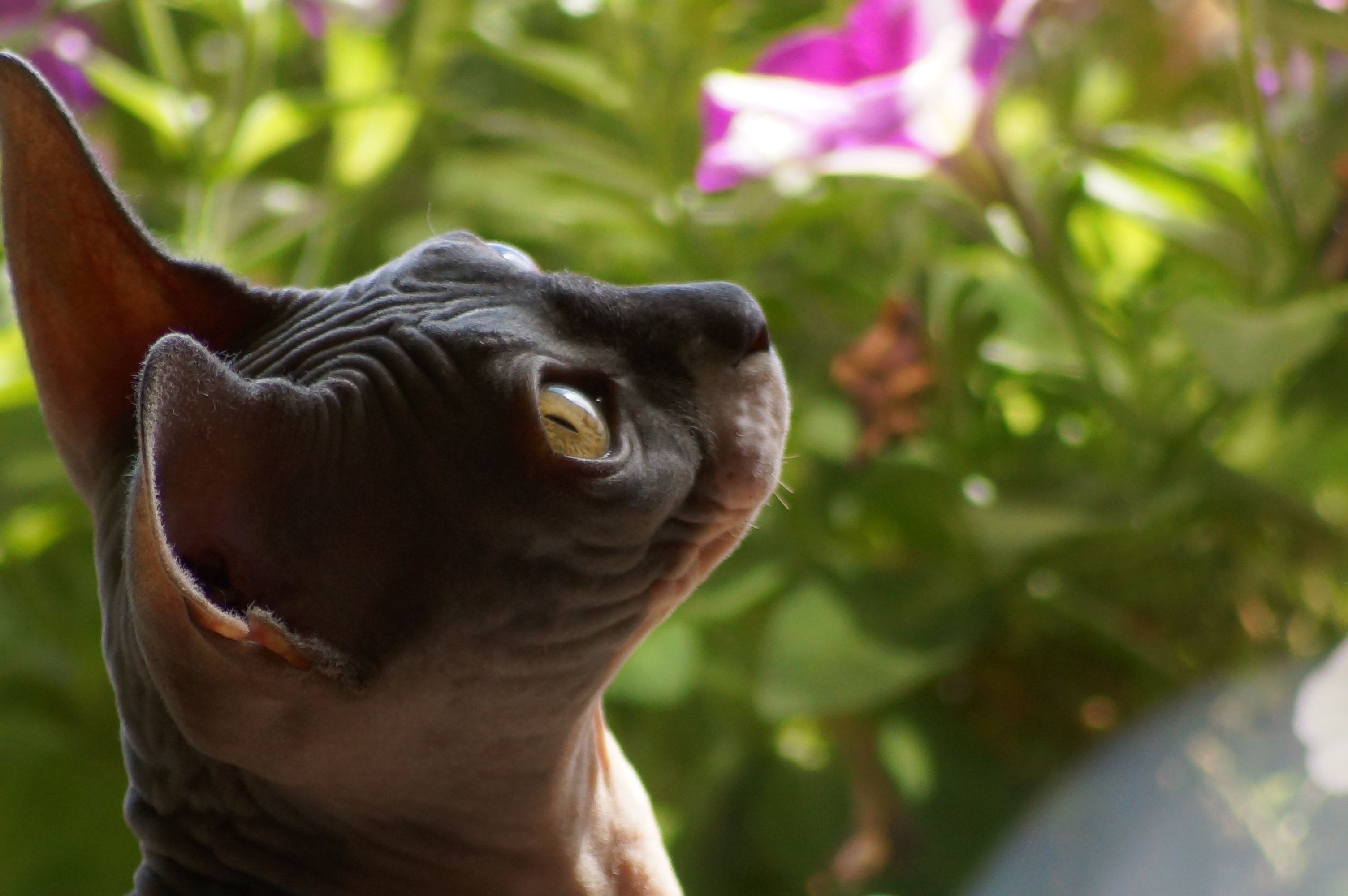 Cat Animals Looking free image download