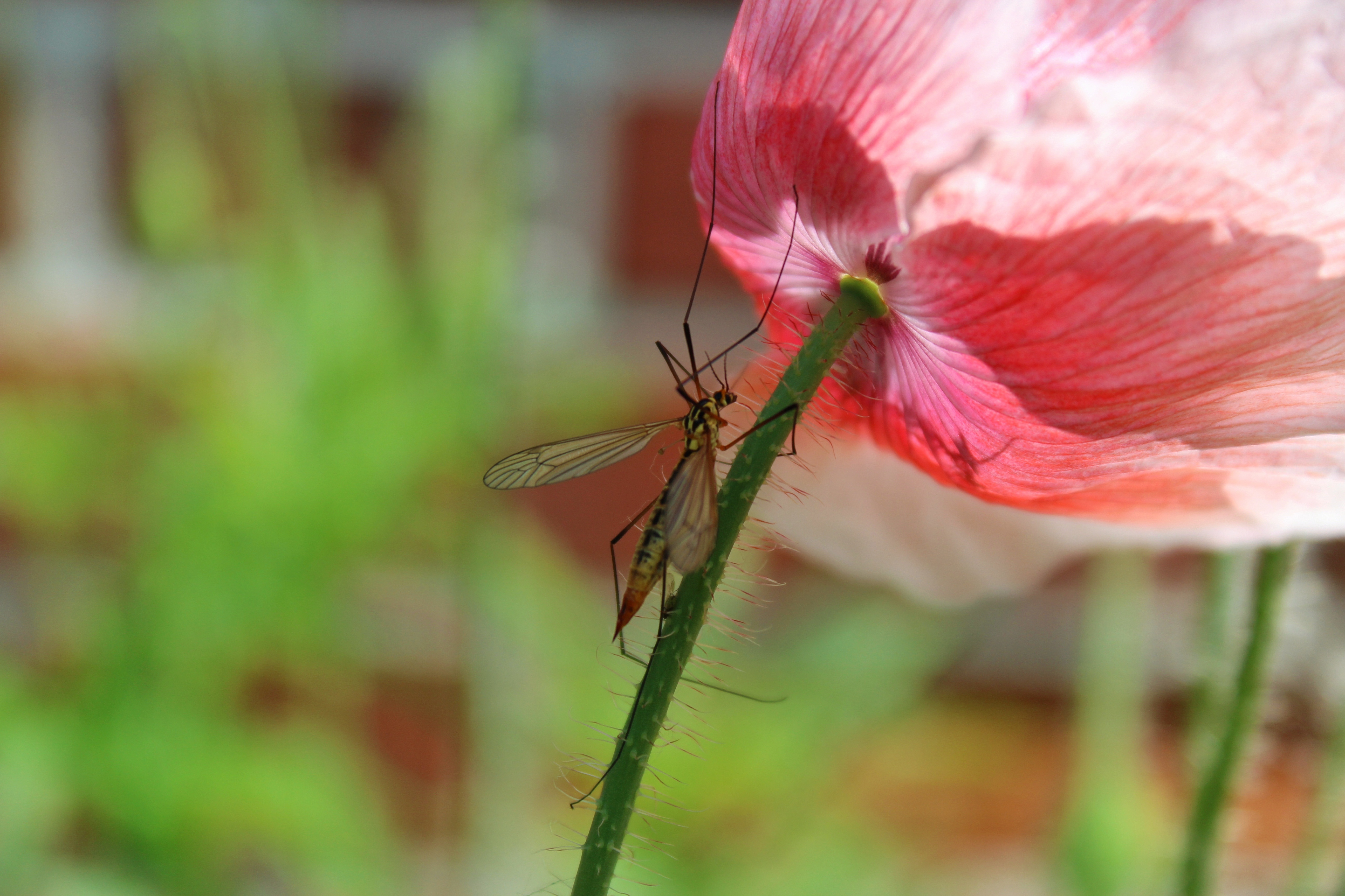 Schnake Insect Flower free image download