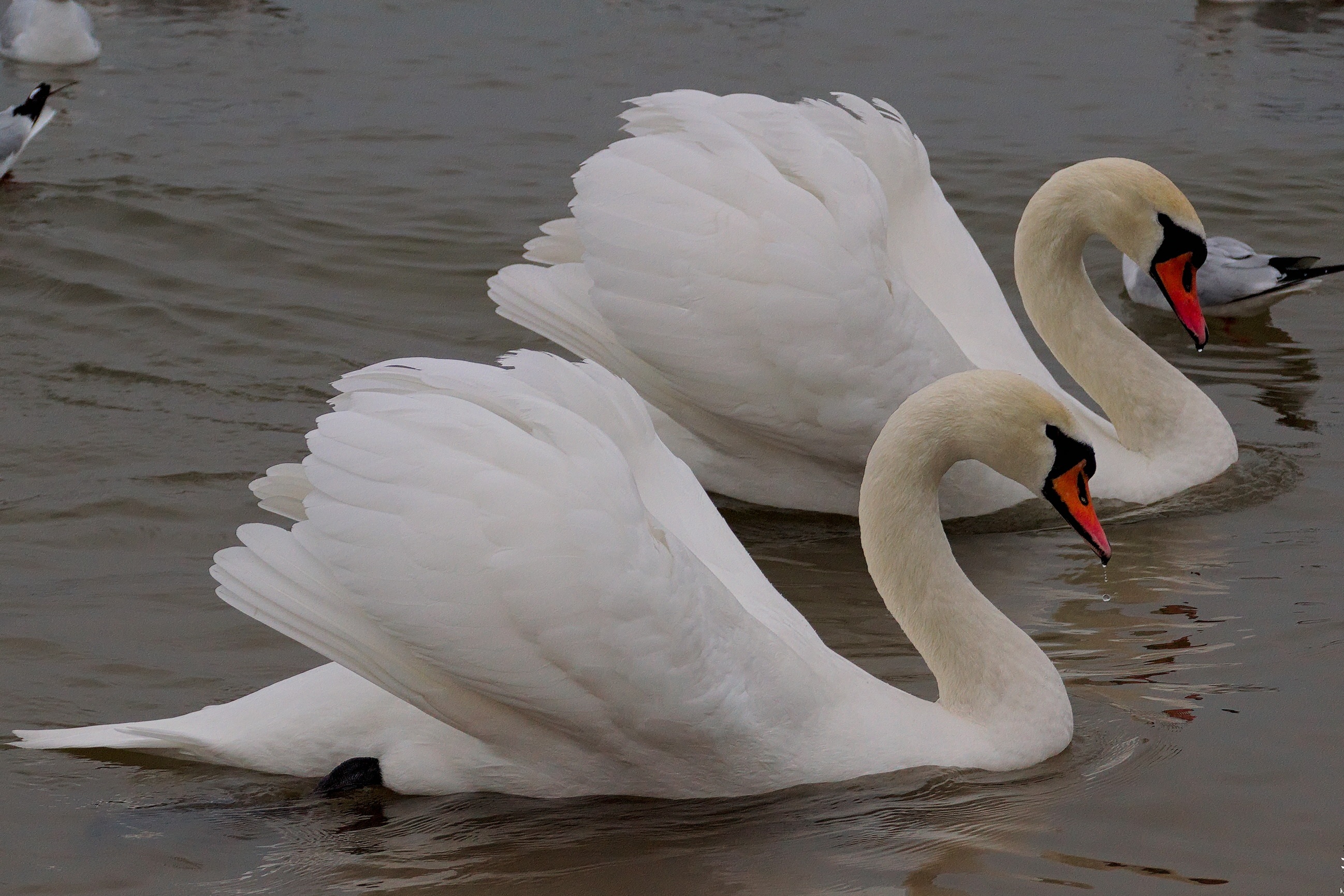 Swan Bird Wild Birds Water free image download