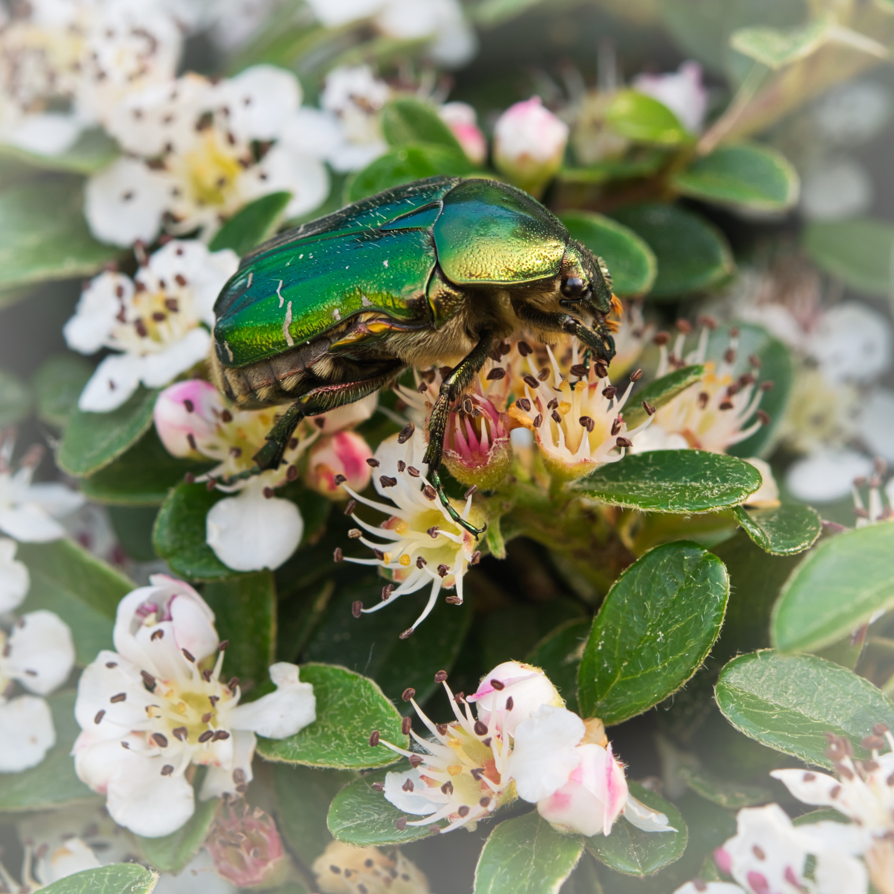 Rose Beetle Insect free image download
