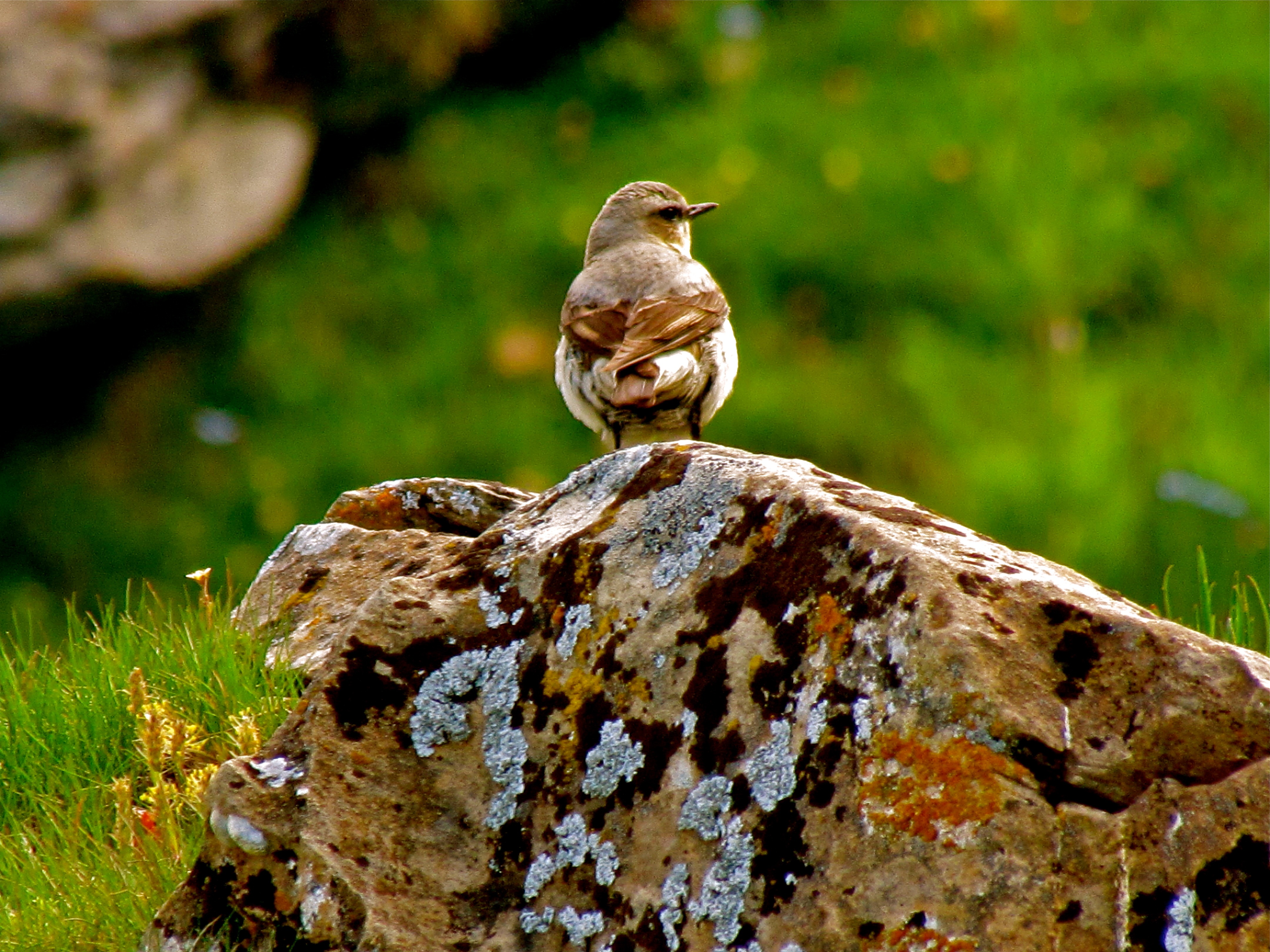 Bird Nature Green free image download