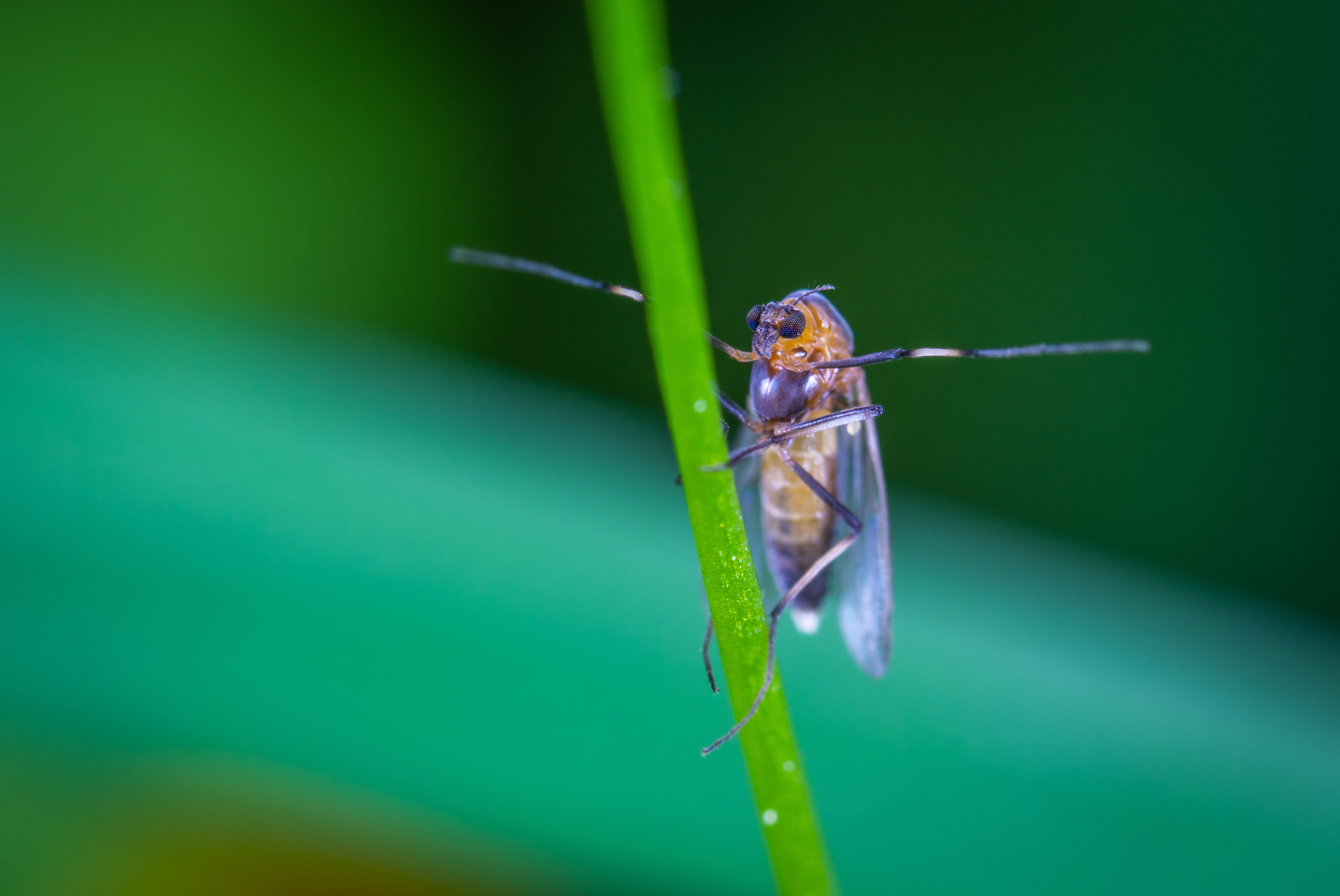 Macro Insect Fly free image download