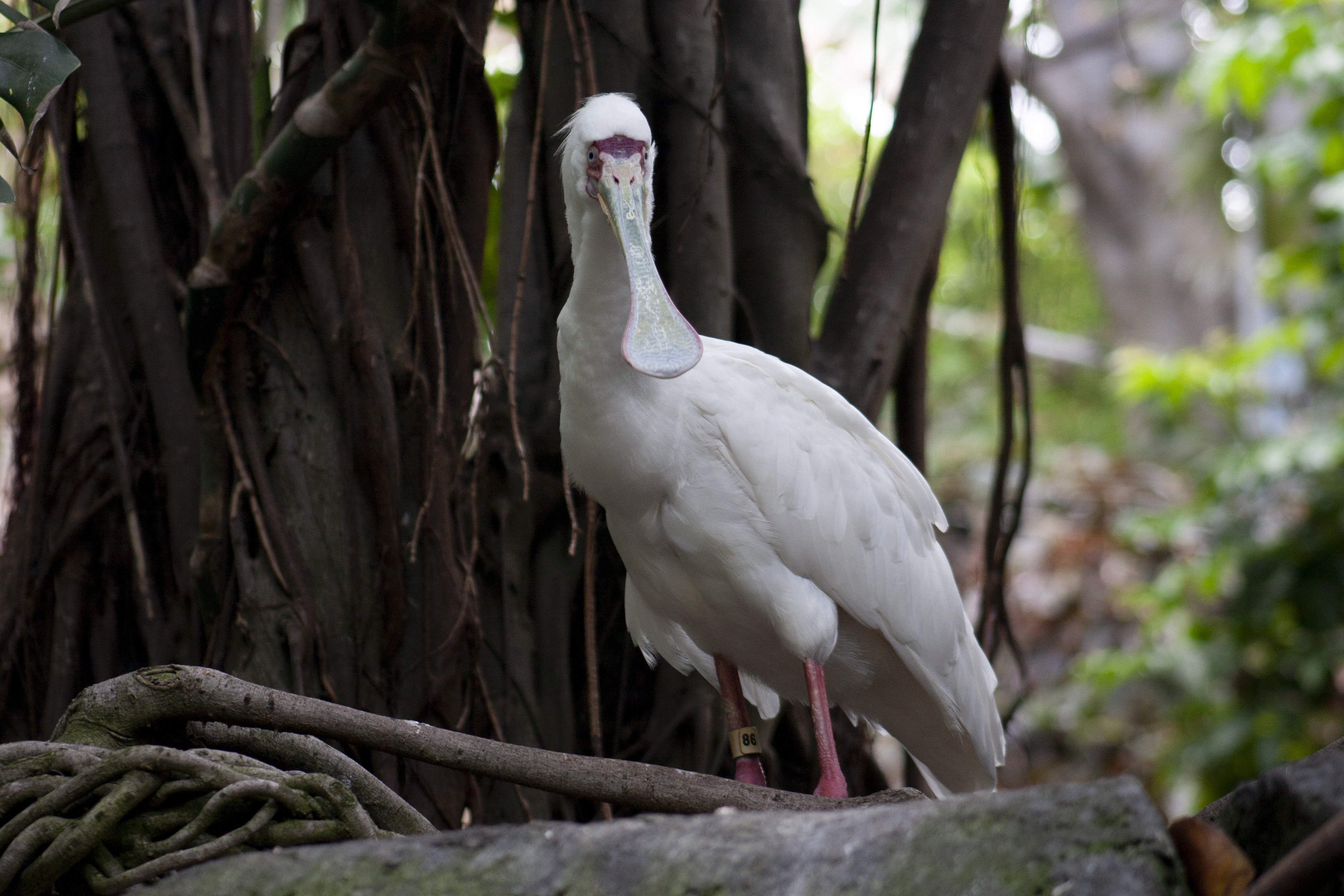 Spoonbill Stork Bird free image download