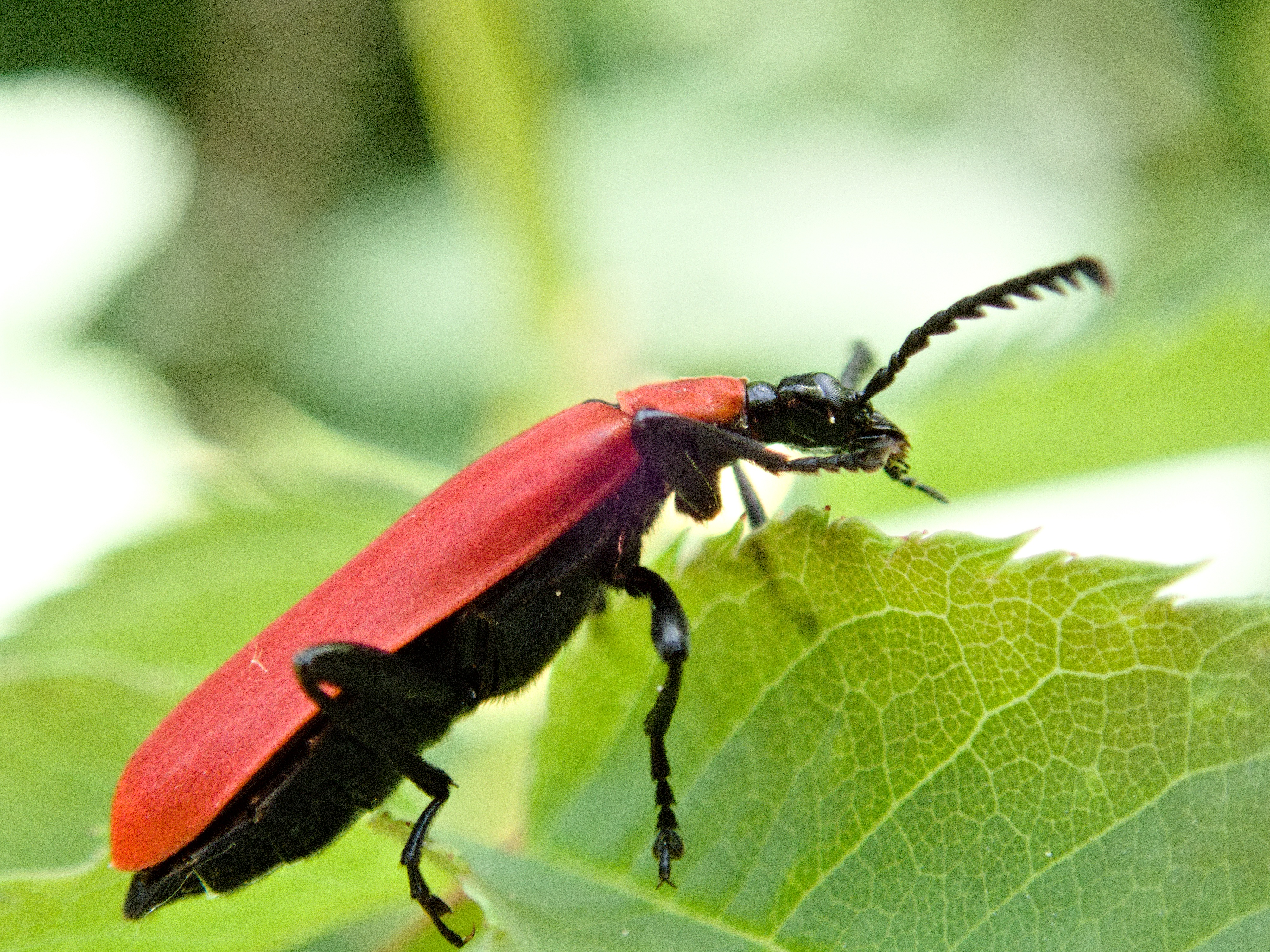 Beetle Scarlet Fire Insect free image download