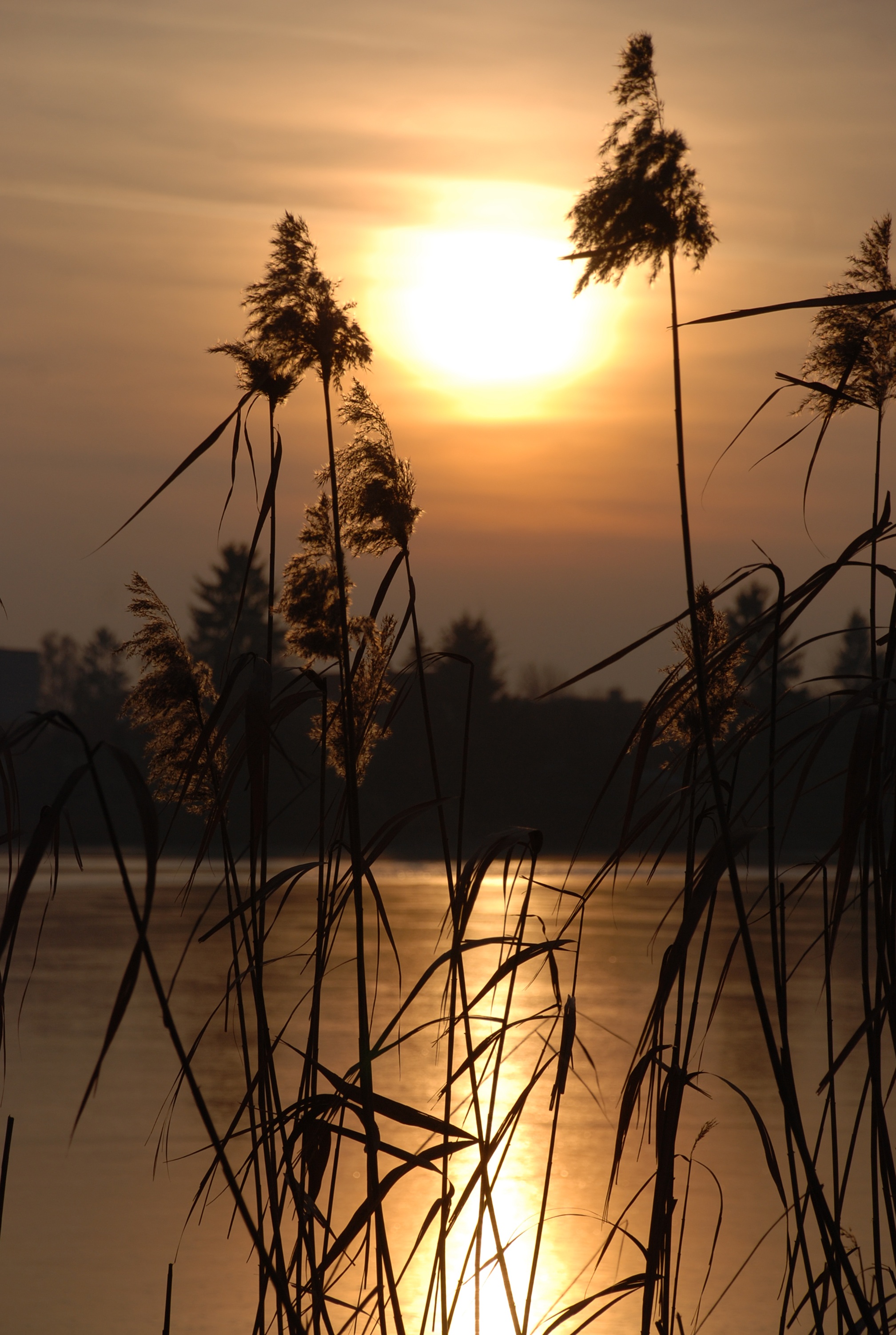 Sunset Nature Light free image download