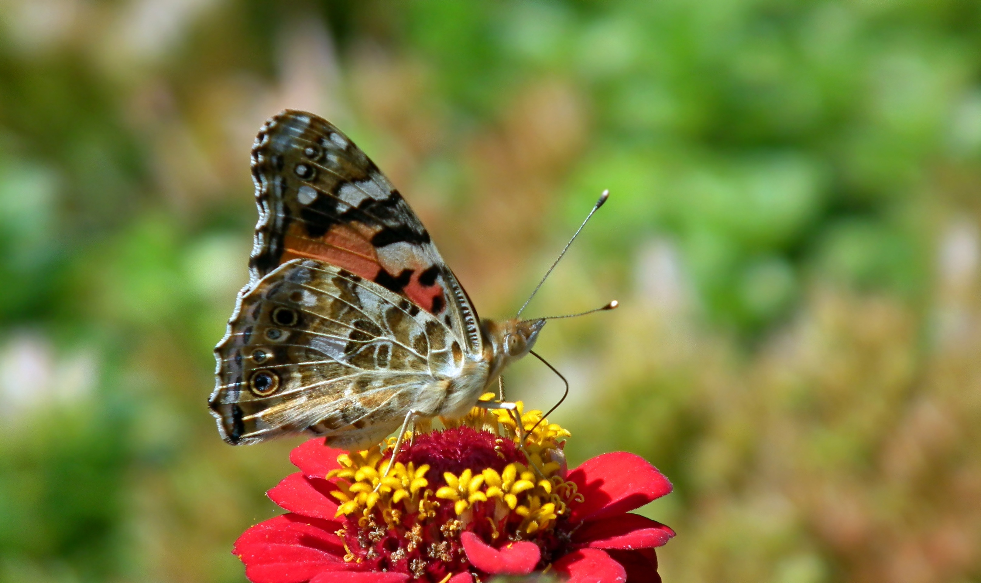 Butterfly Insect Nature free image download