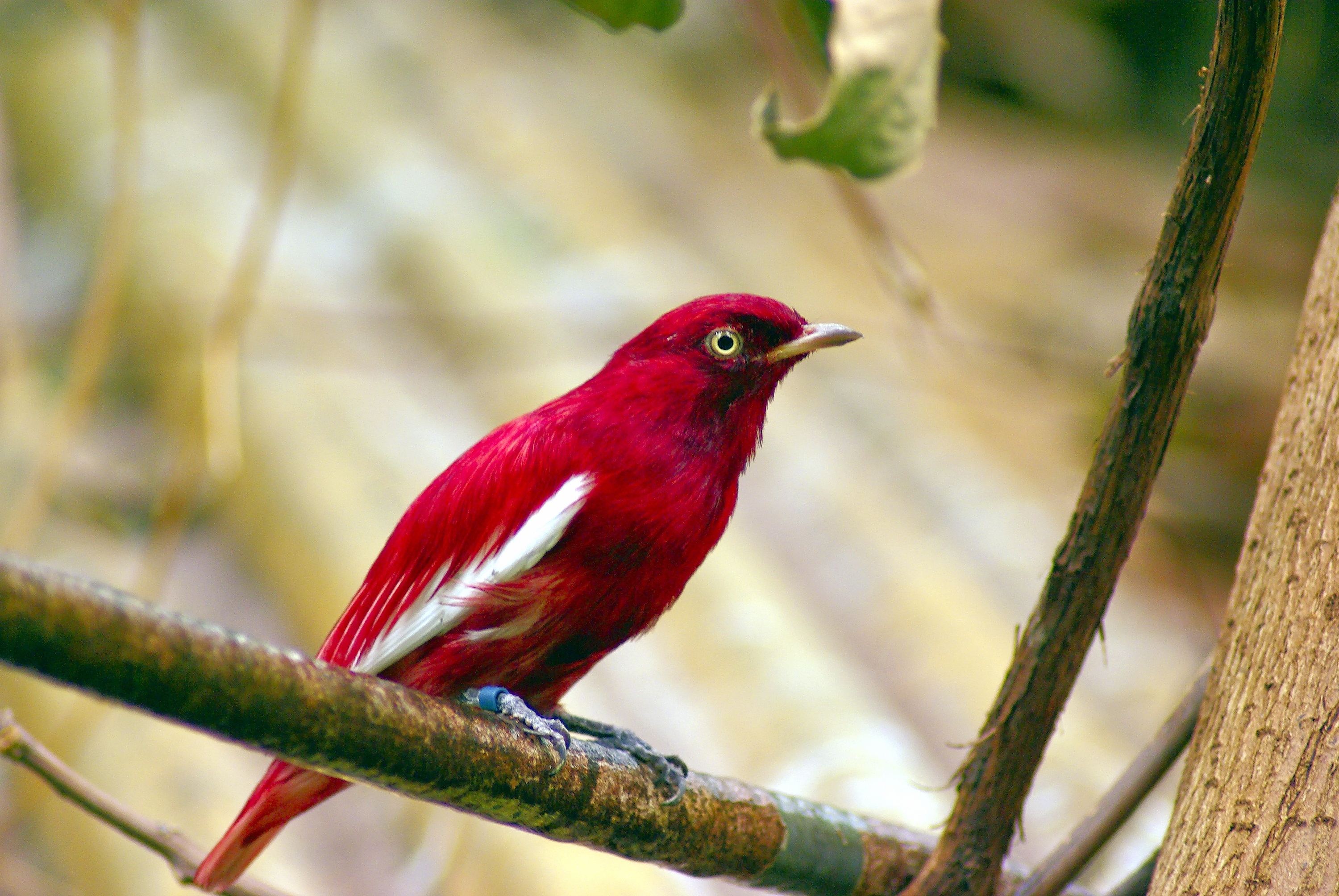 Red Pompadour Cotinga free image download