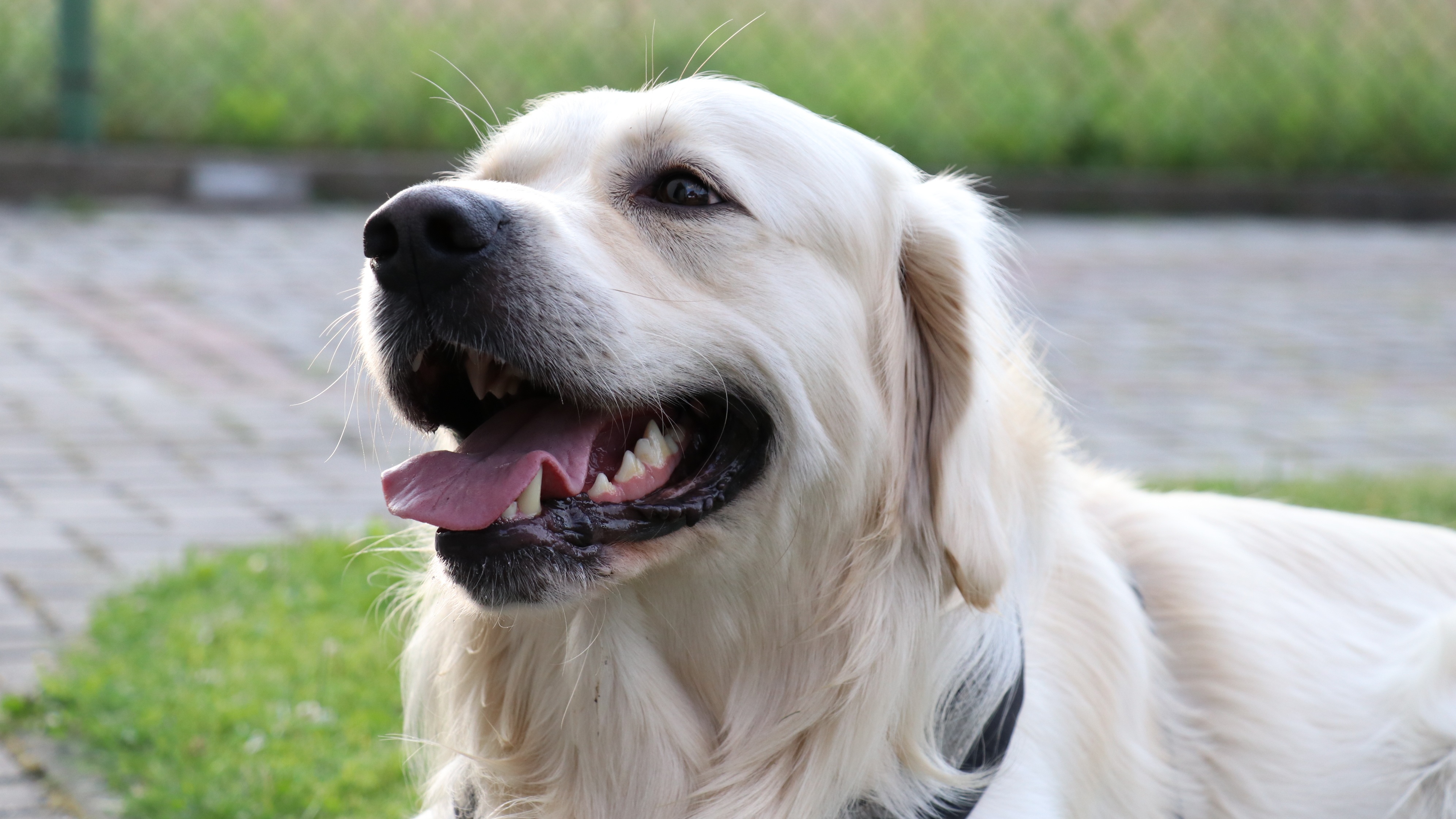 Dog Golden Retriever Animals free image download