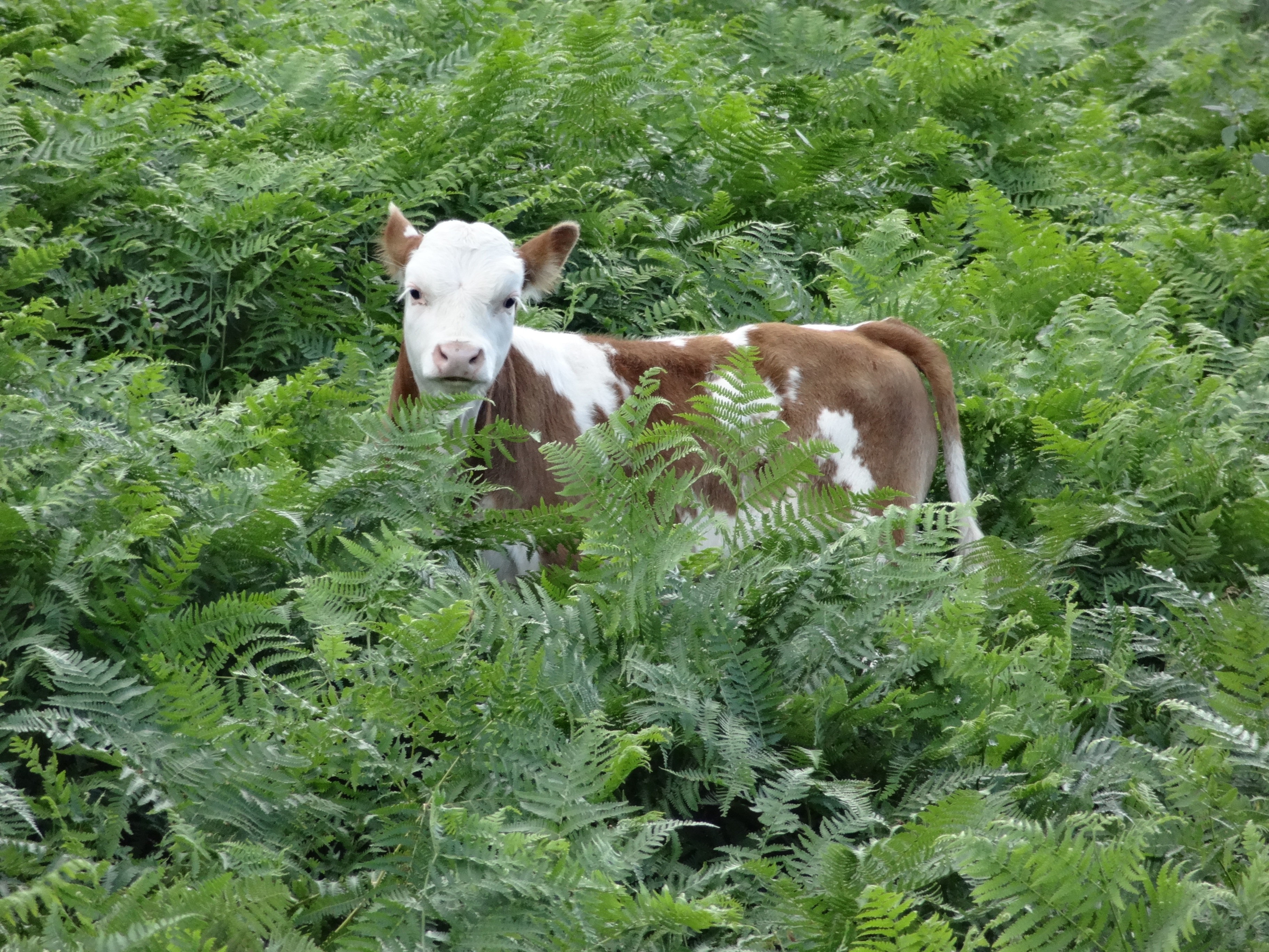 Calf Green Animal free image download