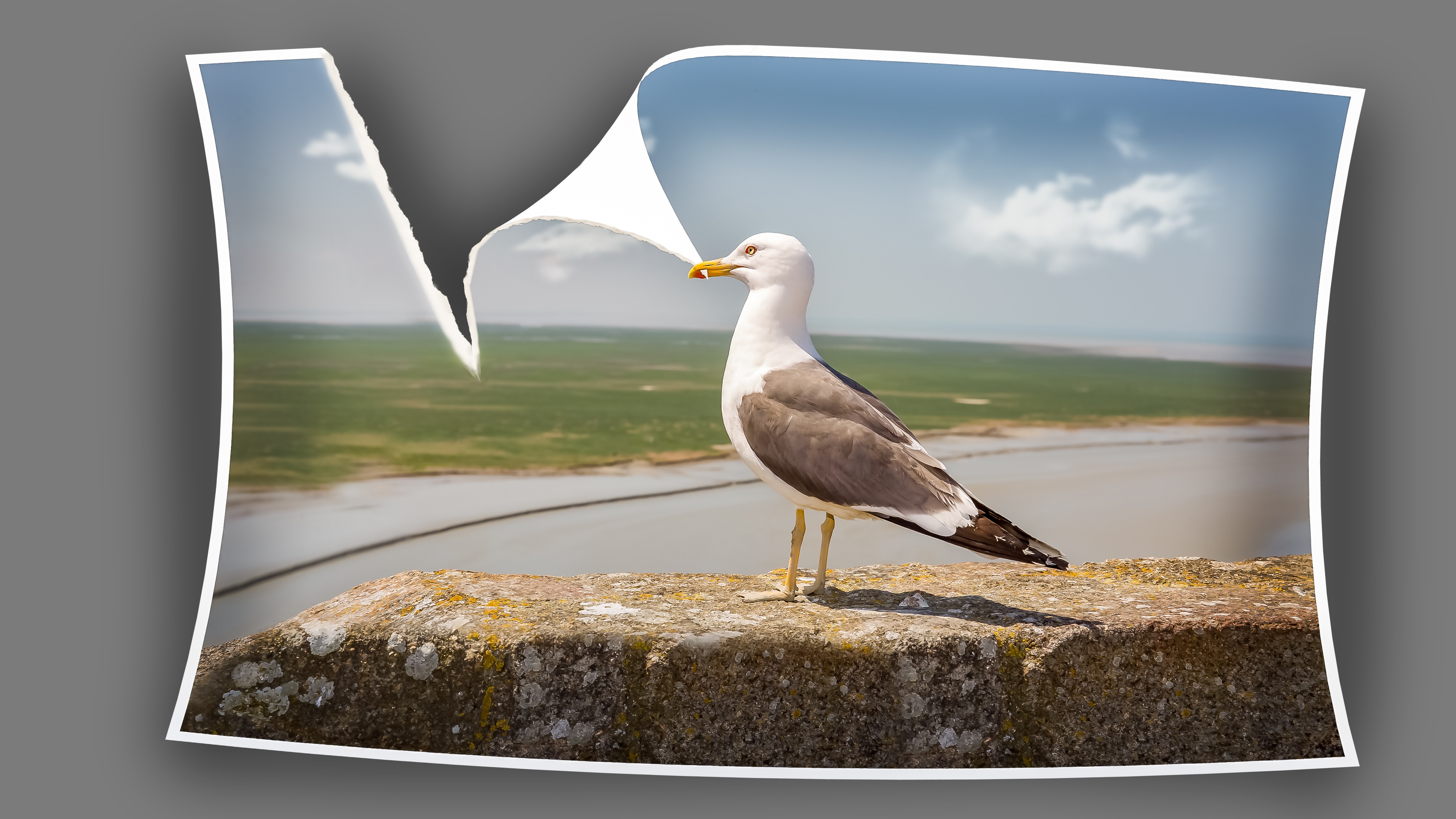 Bird Gull free image download