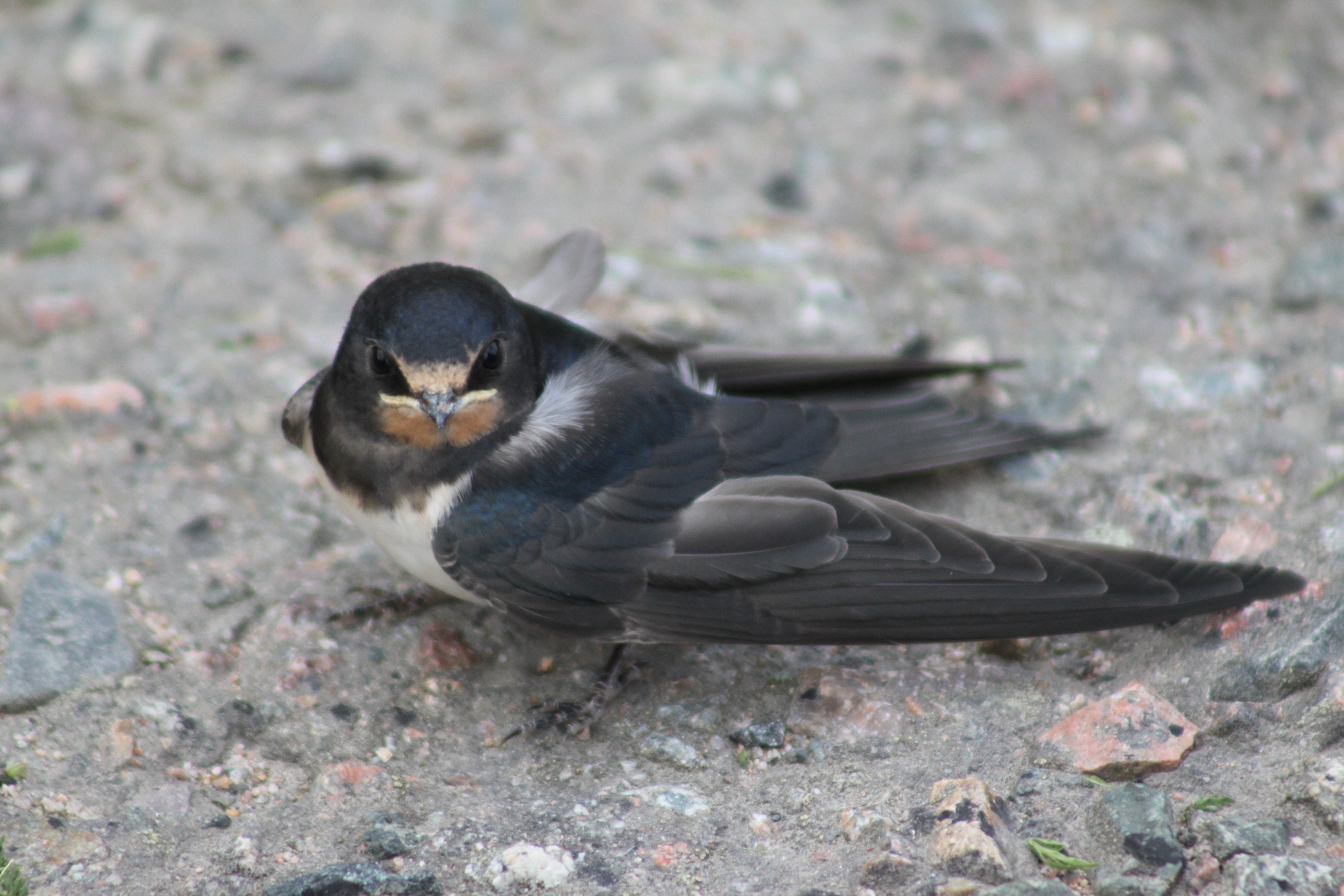 Schwalbe Bird Nature free image download