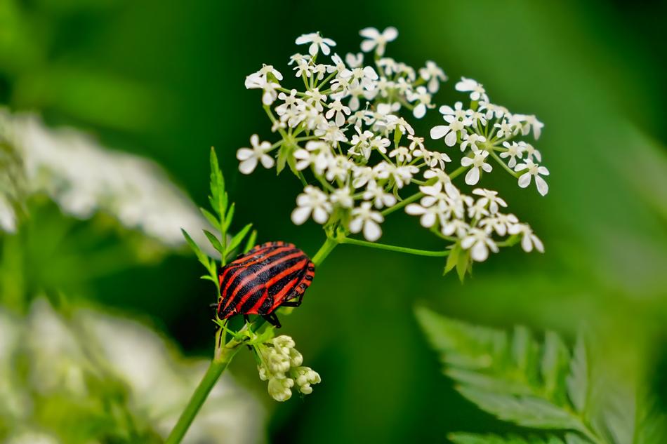 Insect Strip Bug Elder Flower free image download