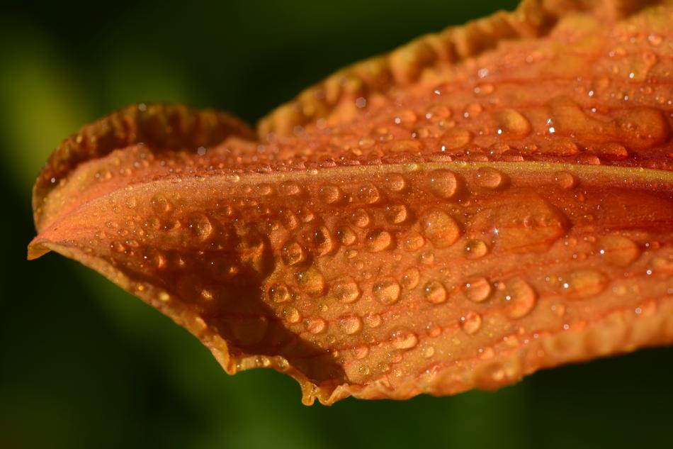 Lily Leaf Moist Wet free image download