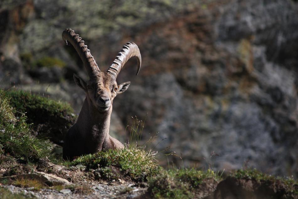 Ibex Horns Animal Wild free image download