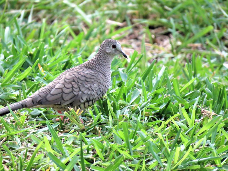 Bird Wildlife Silver free image download