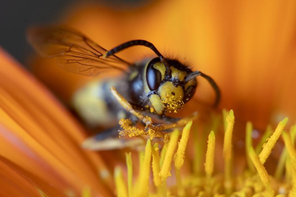 Macro Photography Insect free image download