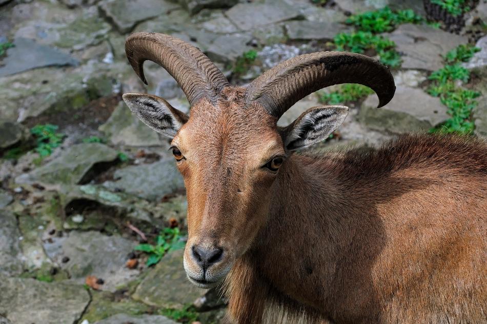 Animal Horns Nature free image download