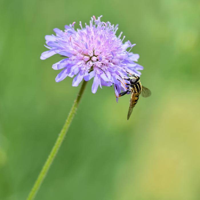 Hoverfly Insect Flower free image download