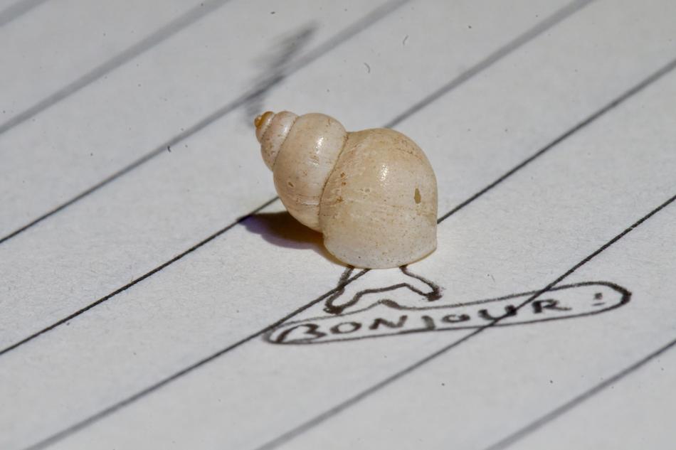 Snail Slakhuis Notebook free image download