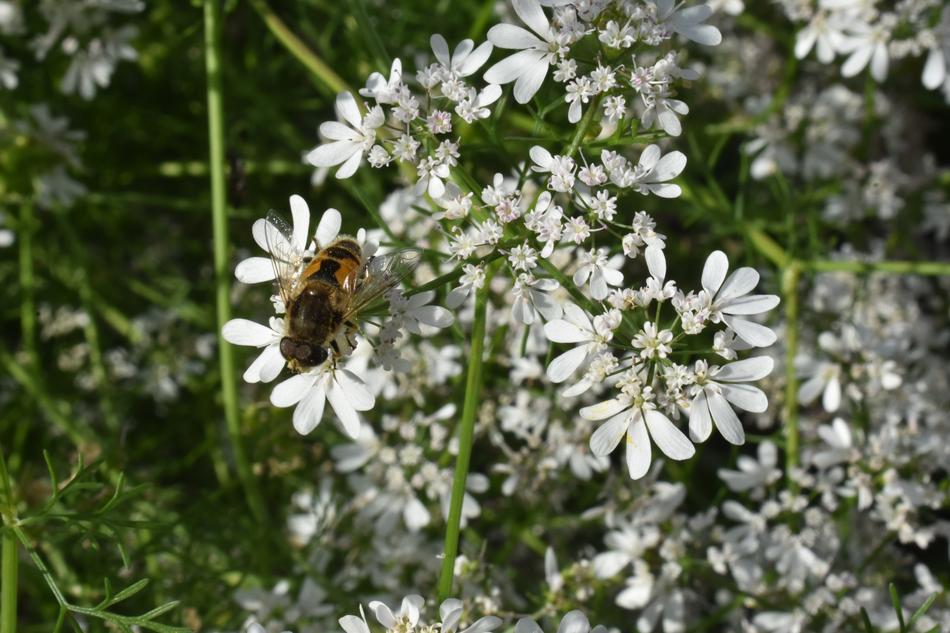 Insect Flowers Coriander free image download