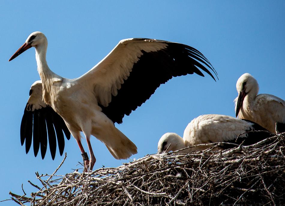 Stork Storks Bird free image download