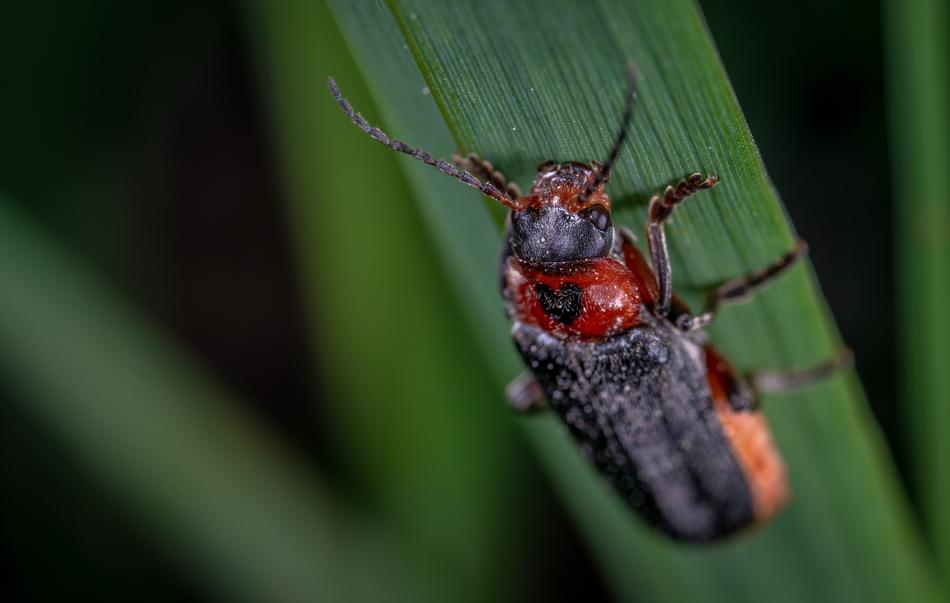 Macro Beetle Insect free image download