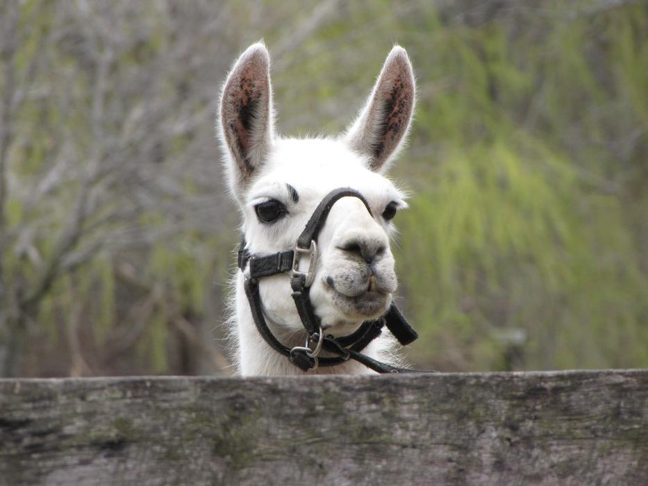 Llama Animal Petting Zoo free image download