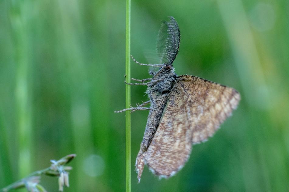 Insect Grass Blades Of free image download