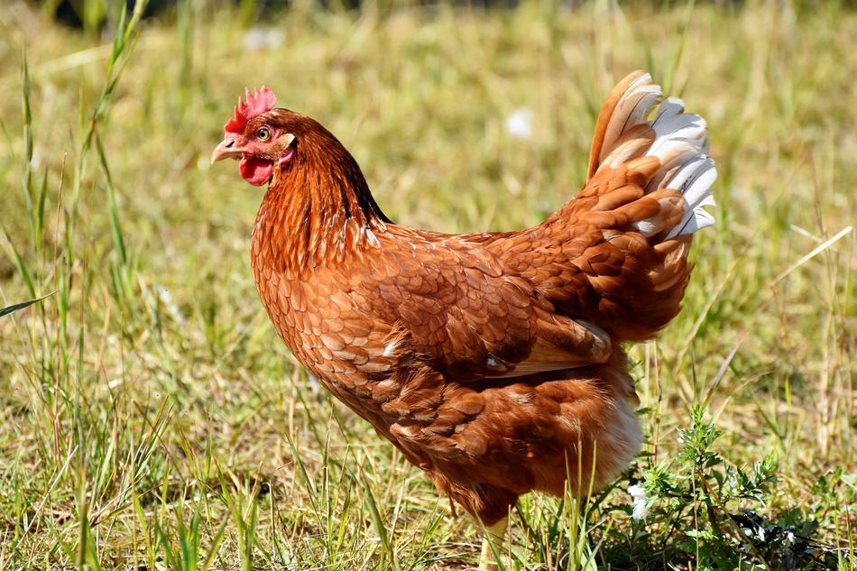 Chicken Hen Bird free image download
