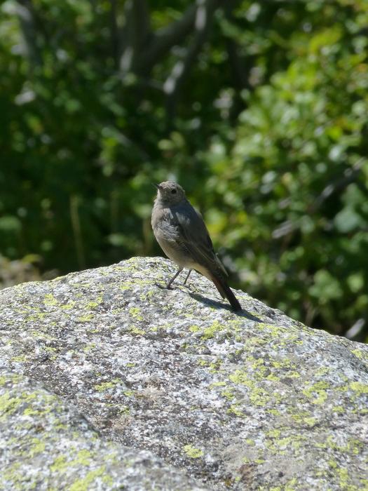 Black Redstart Bird Rock free image download