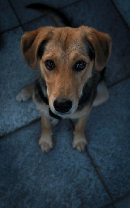 Dog Puppy Look free image download