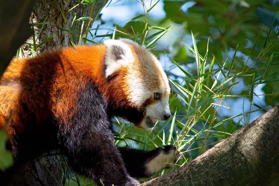 Red Panda Bear Cat free image download