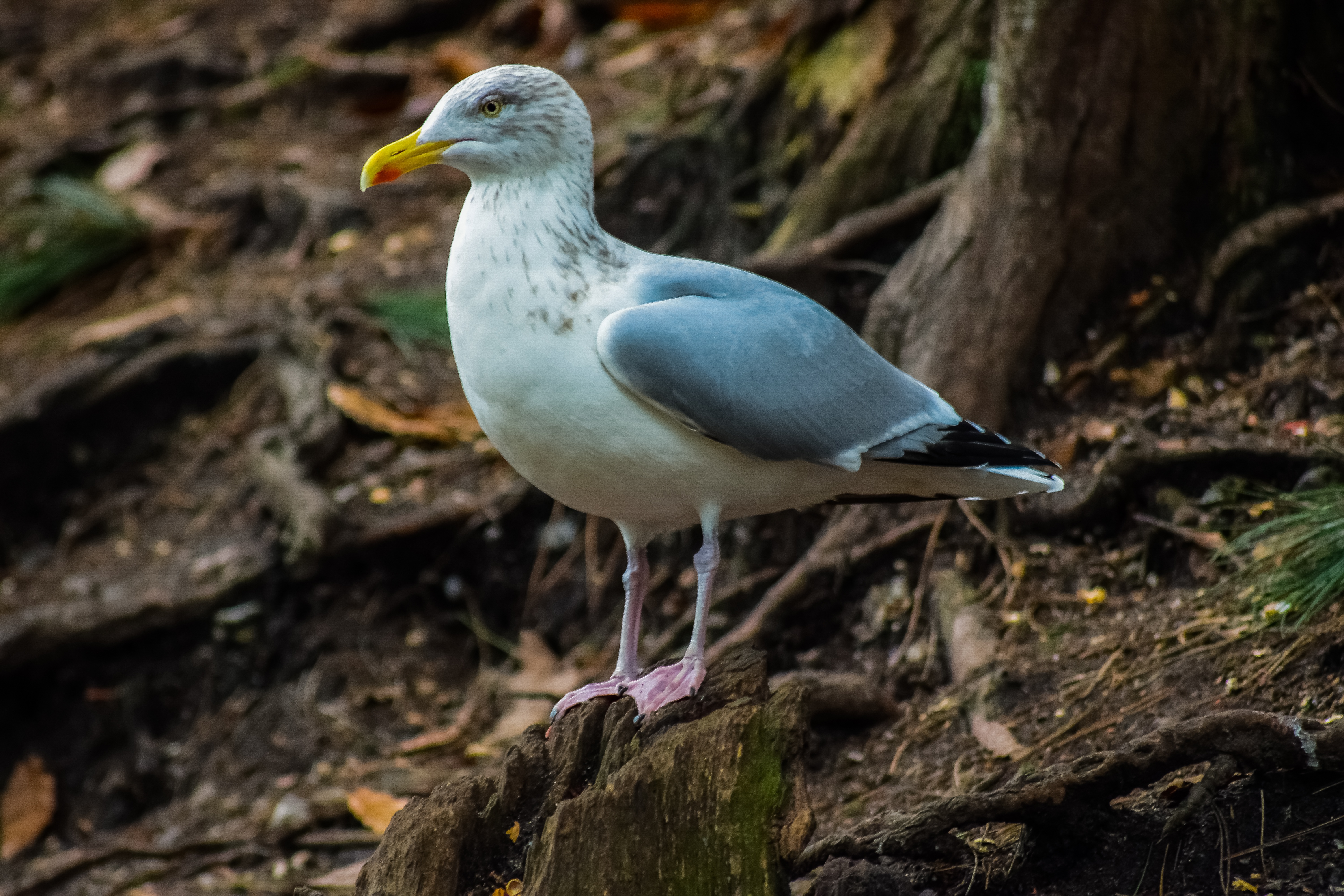 Gull Animal Bird free image download