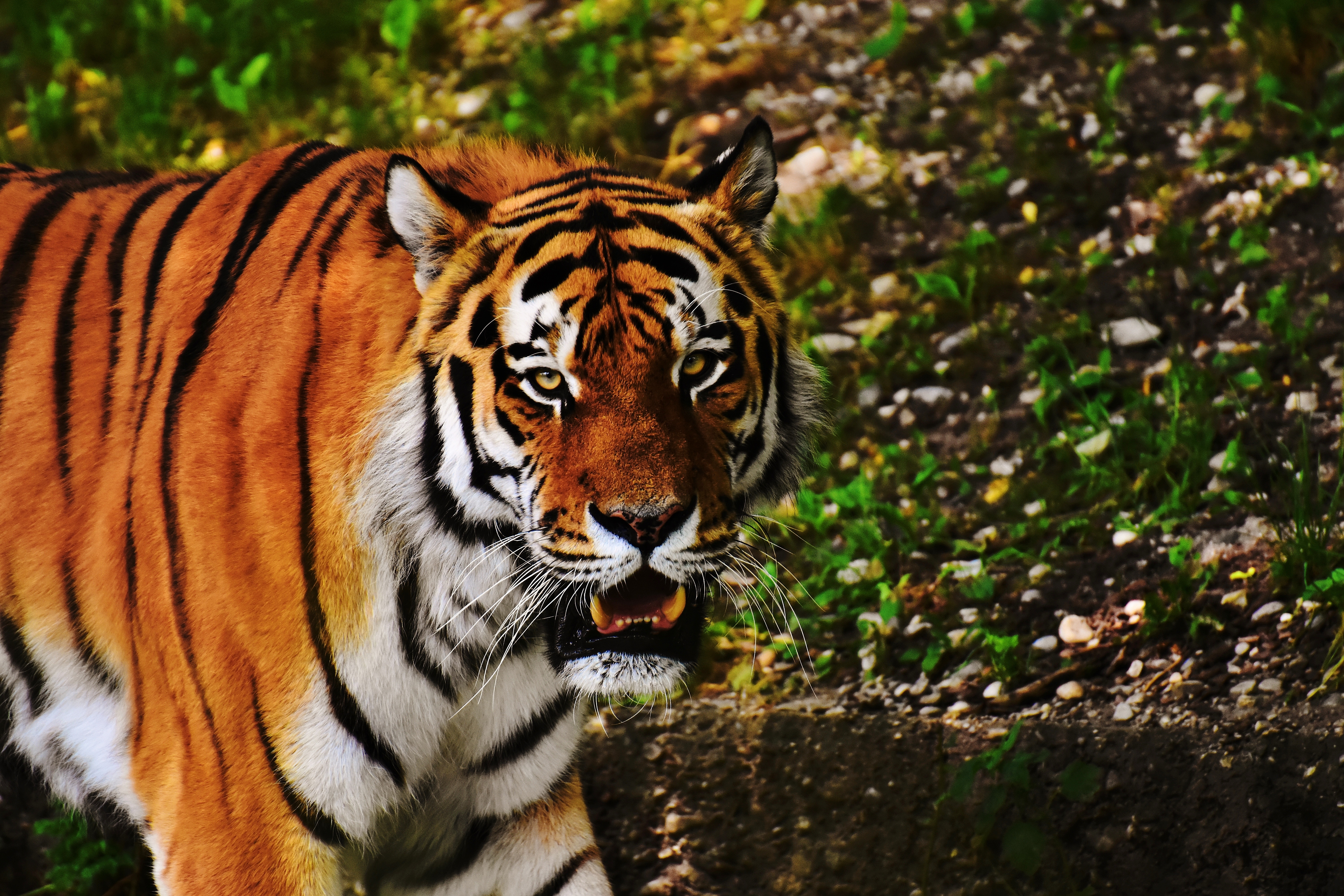 Tiger Big Cat Predator free image download