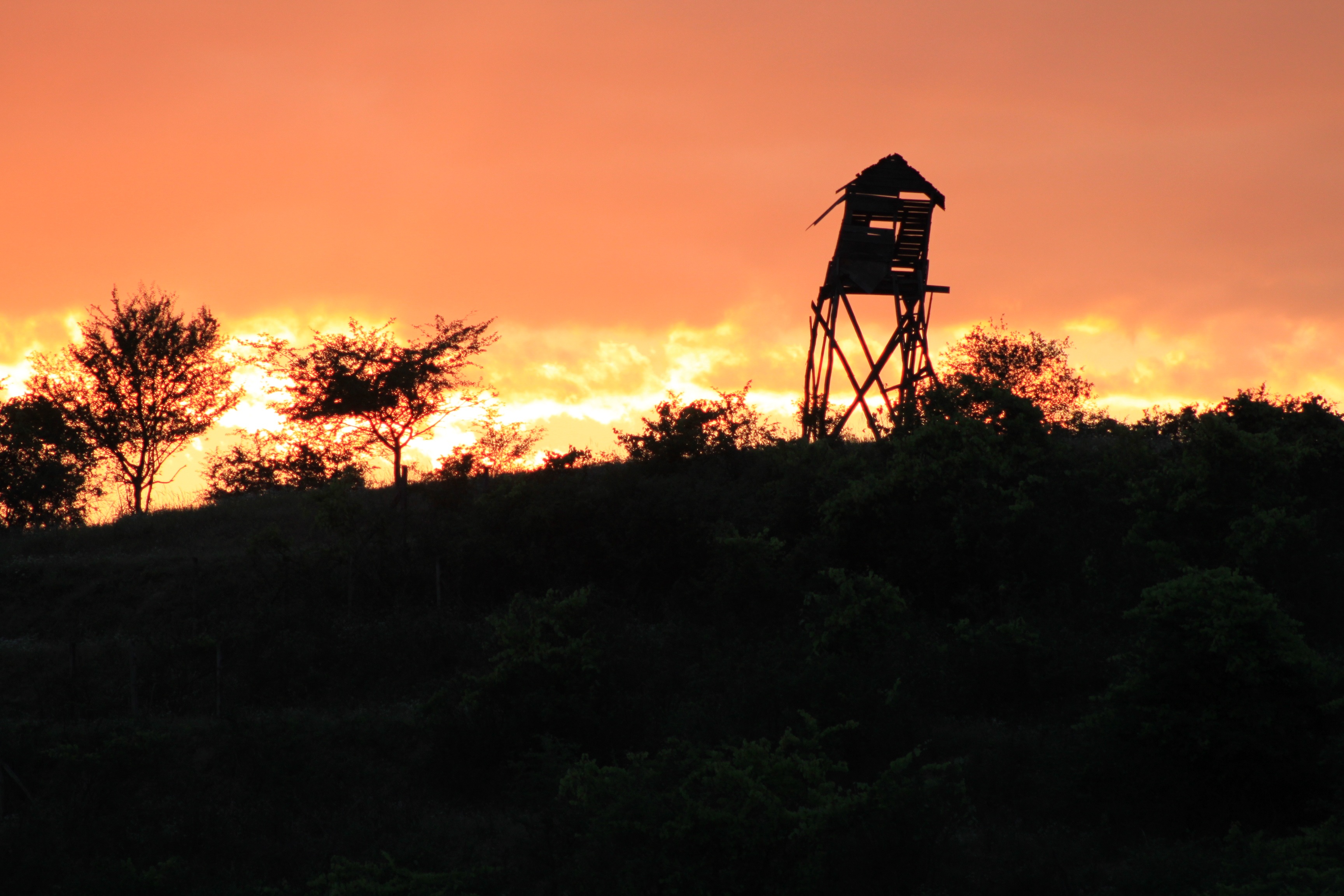 Sunset Hunting Nature free image download