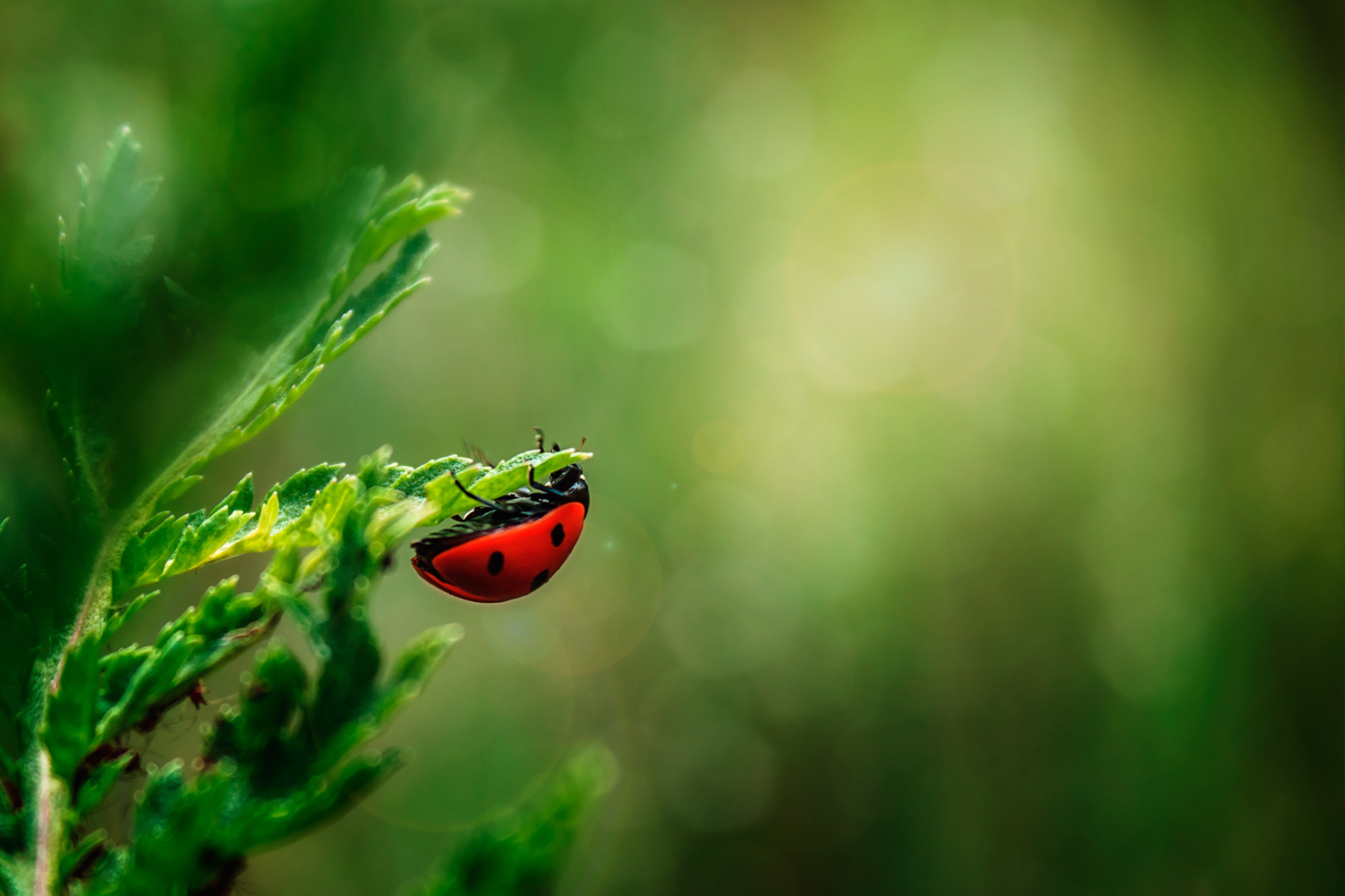 Ladybug on a green plant free image download