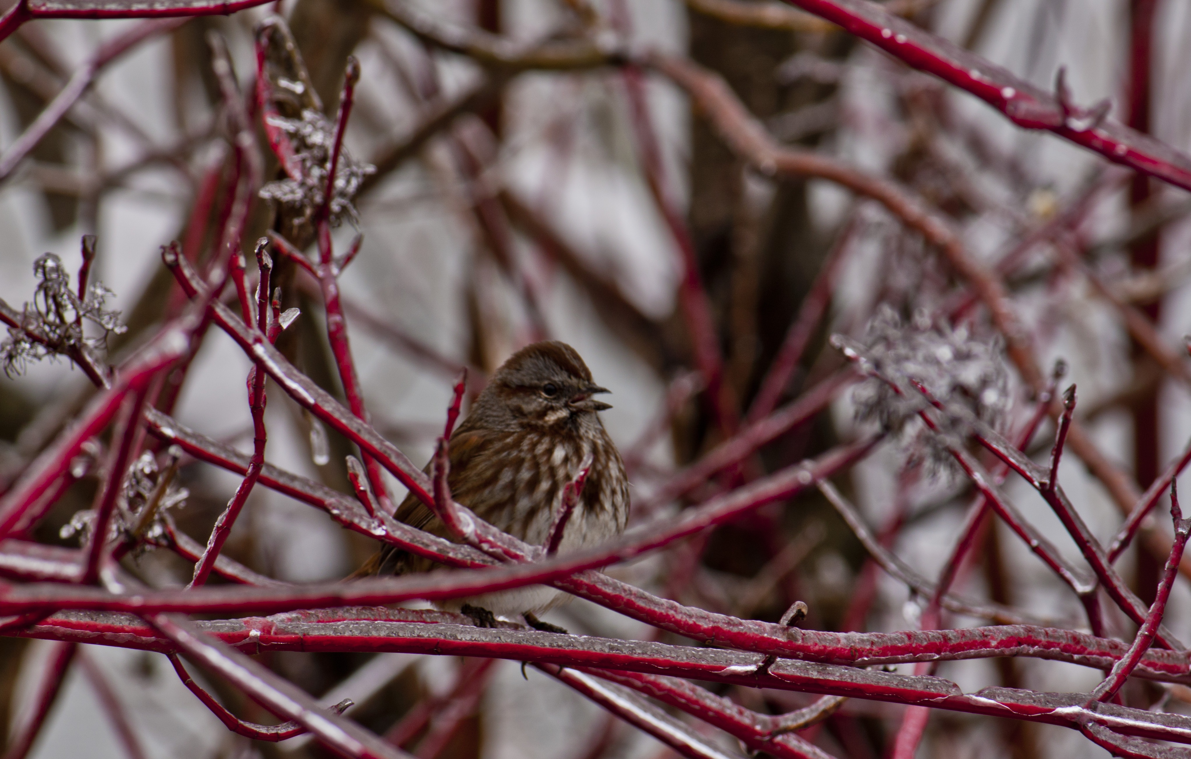 Bird Ice Storm Winter free image download