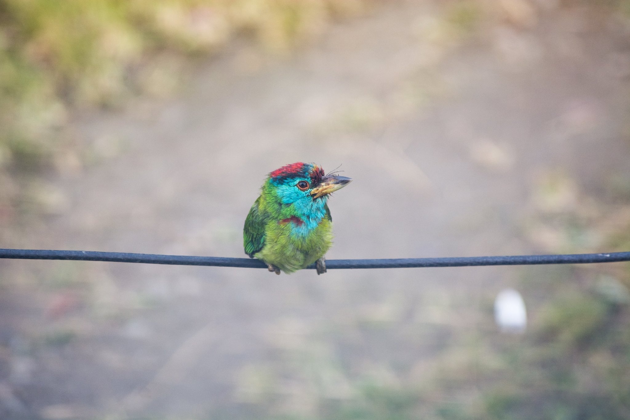 Bird Wire Animal free image download
