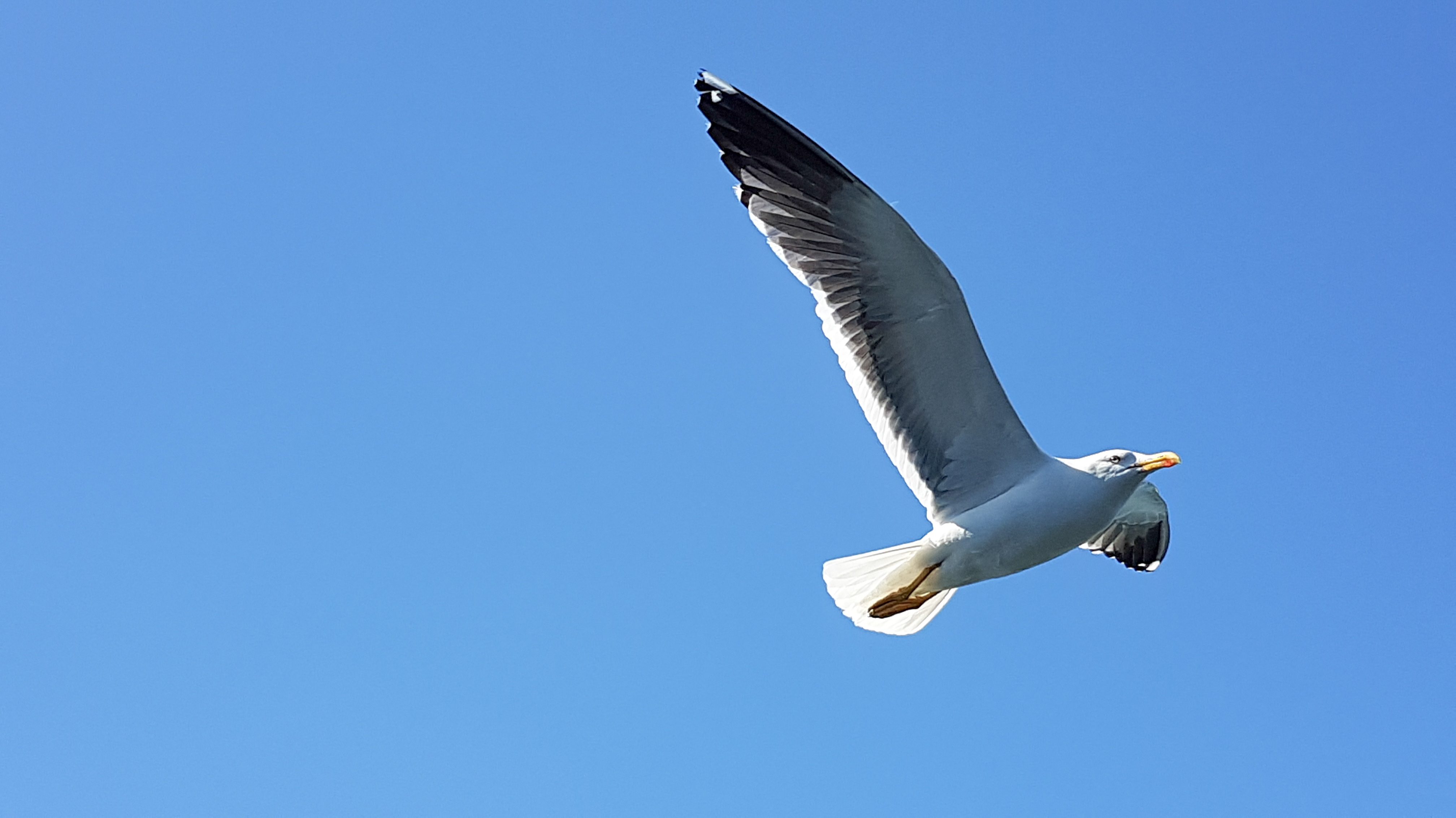 Seagull Sky Blue free image download