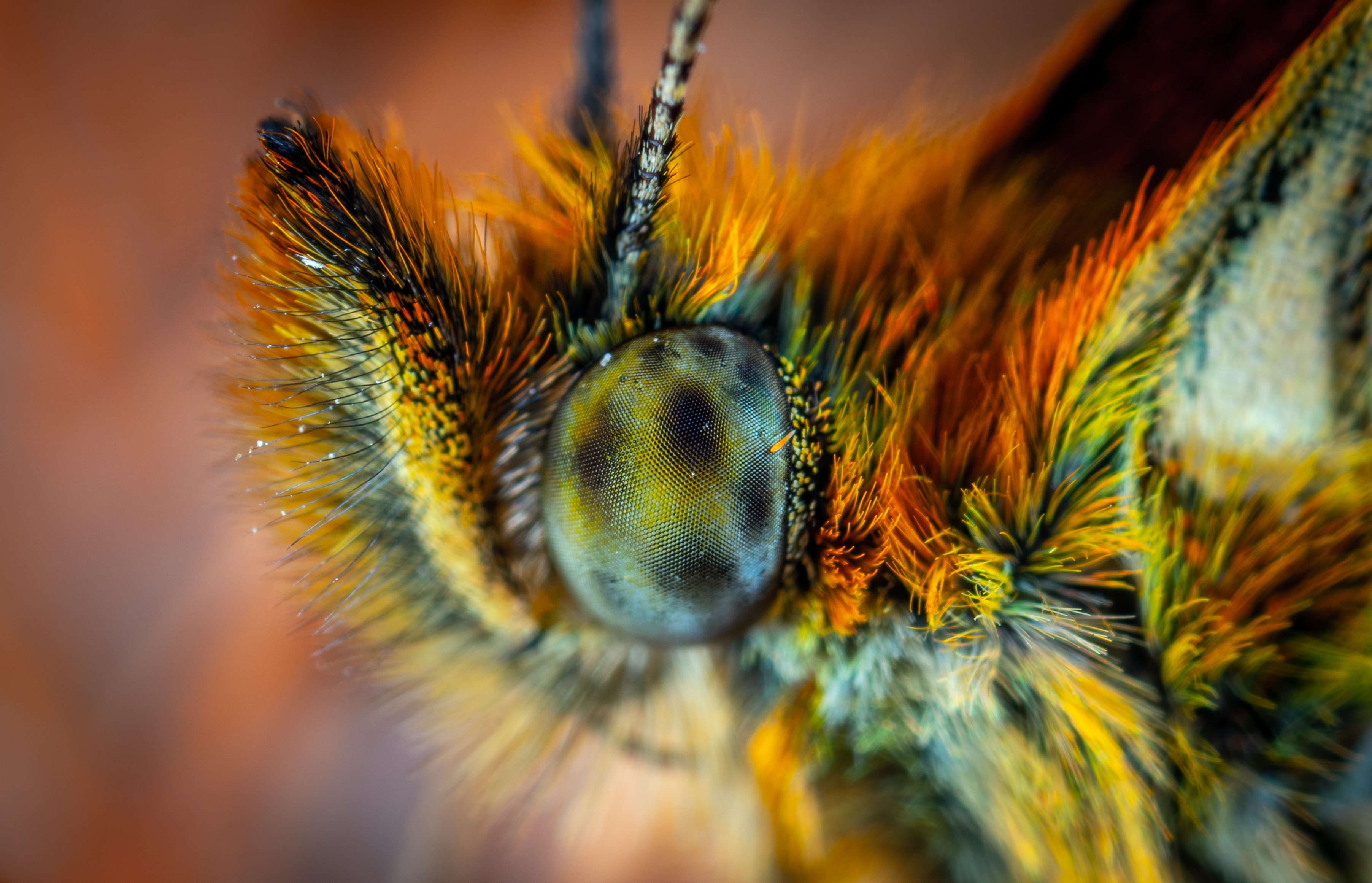 Butterfly lepidoptera macro view free image download
