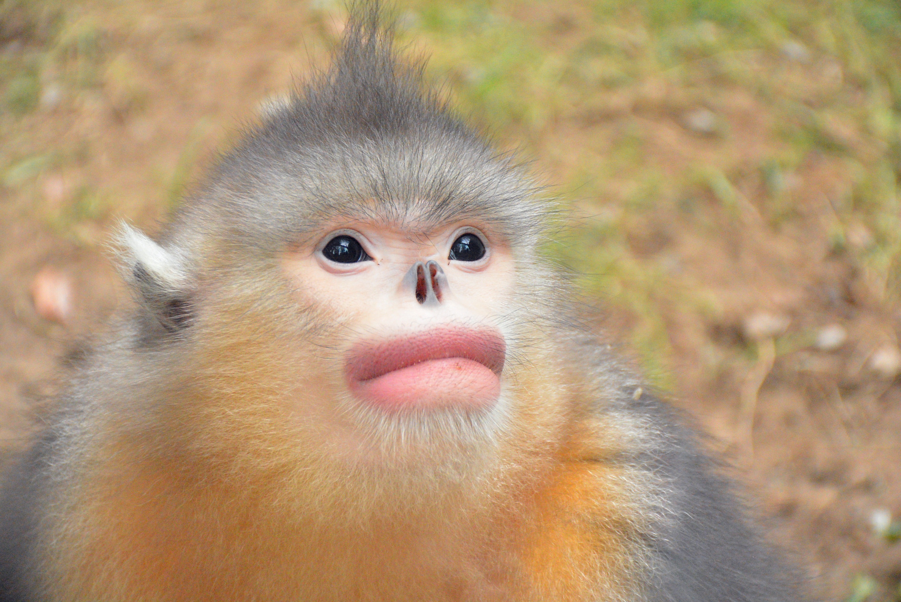 Monkey Zoo free image download