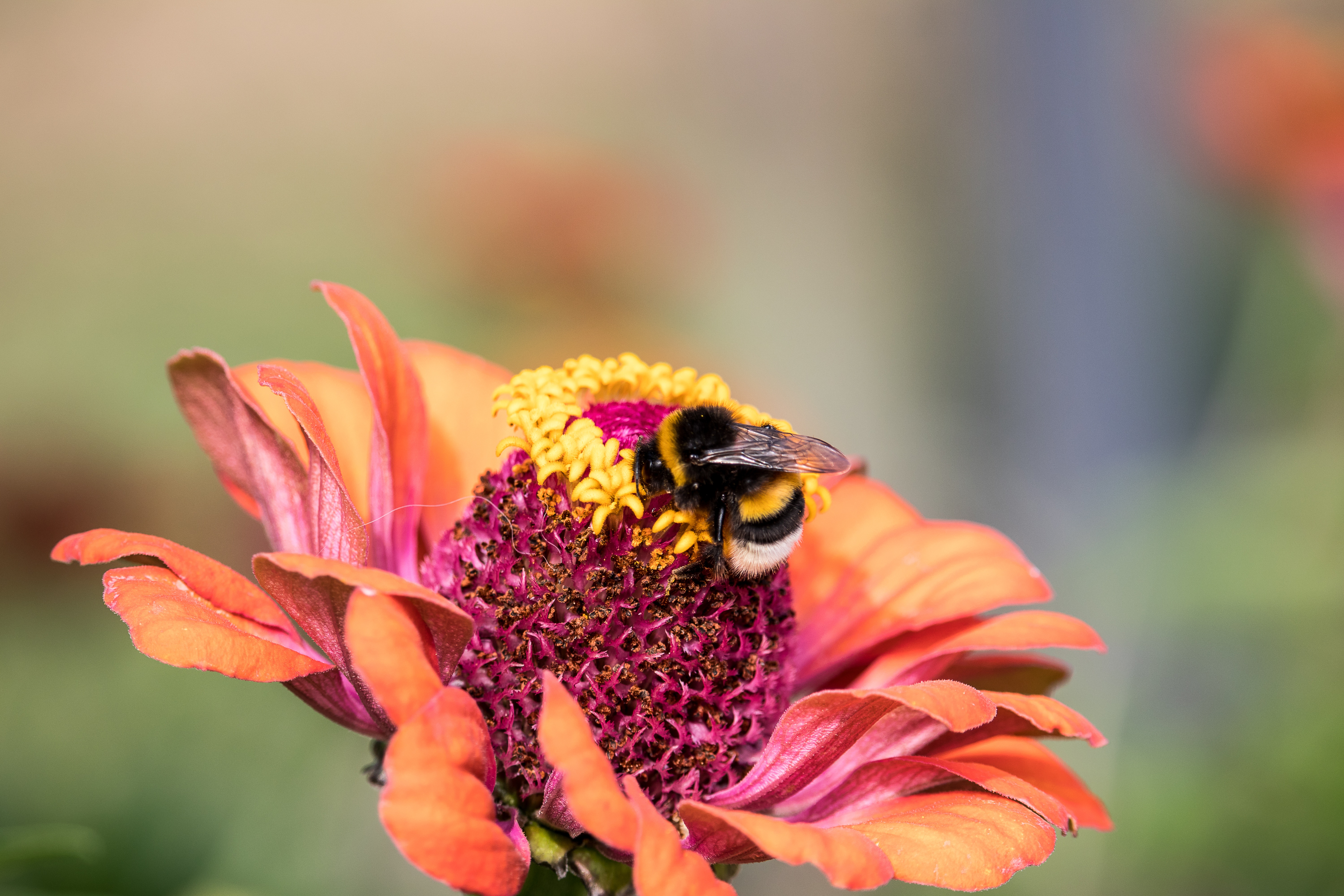 Hummel Insect Animal free image download