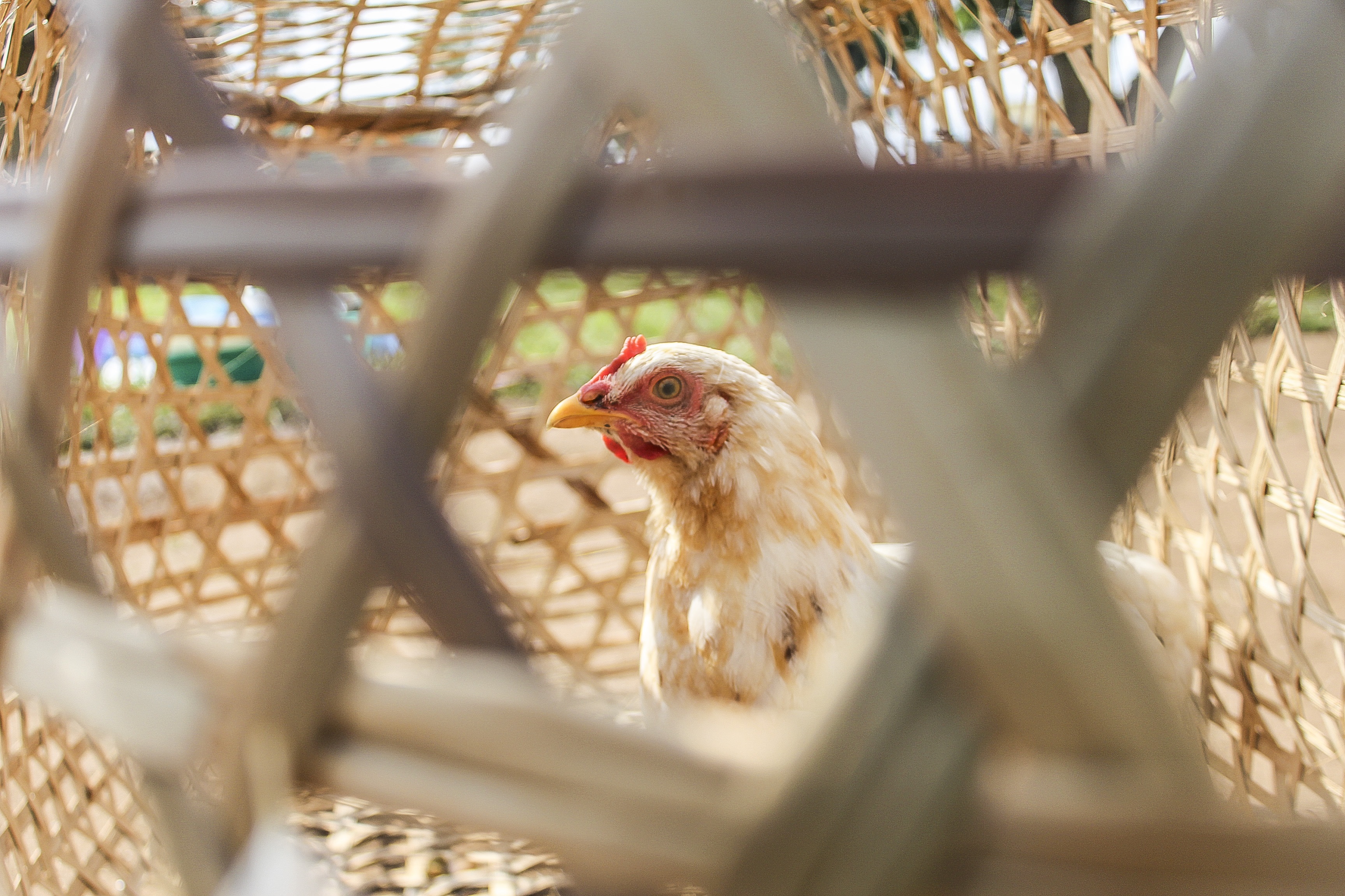Chicken Closeup Poultry free image download