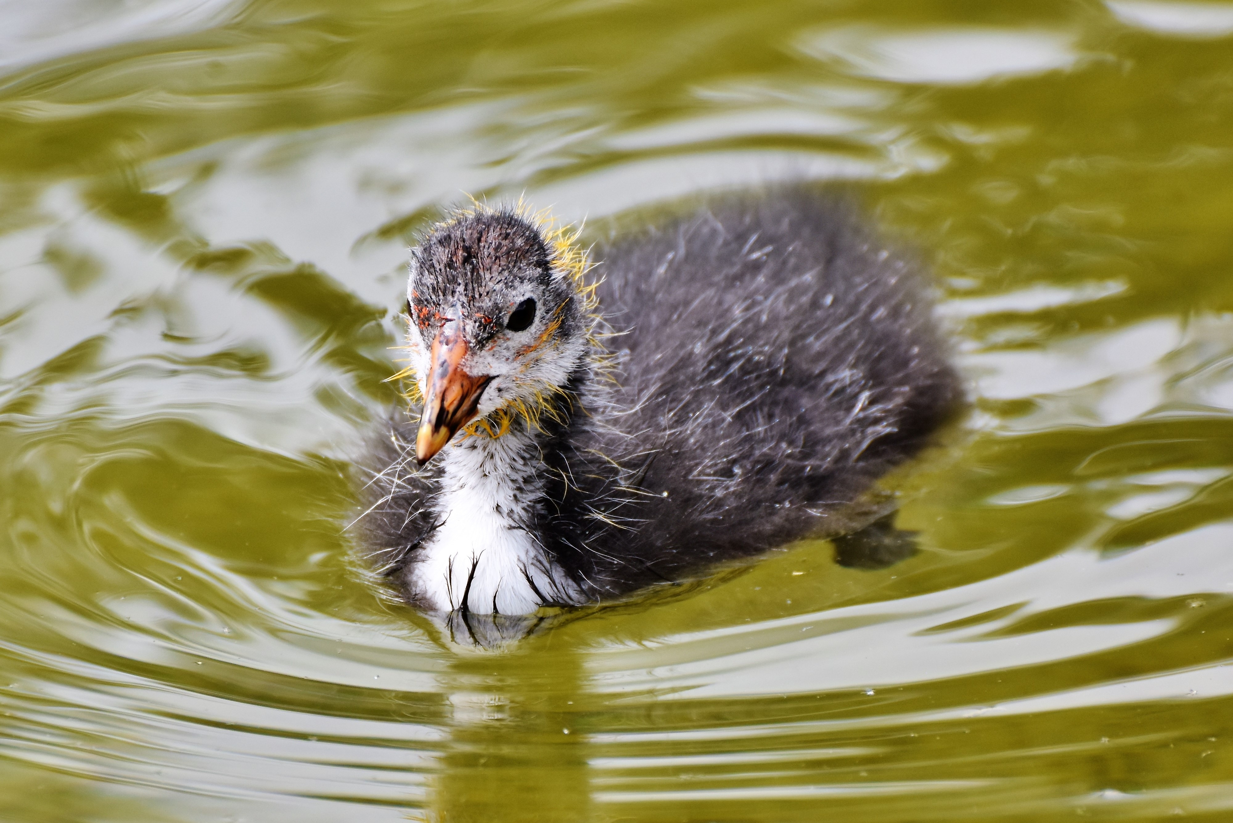Coot Duck Chicks Water bird free image download